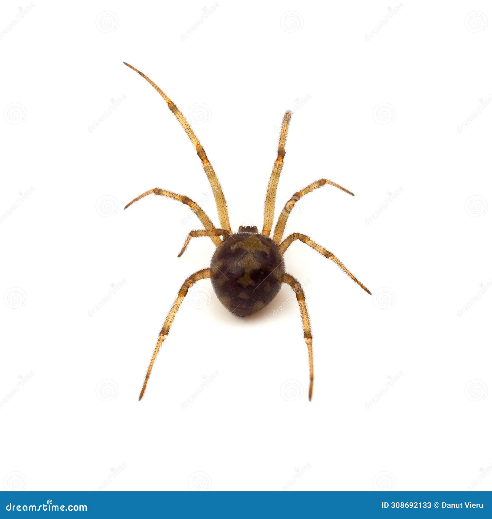 Triangulate Cobweb Spider Isolated On White Background, Steatoda ...