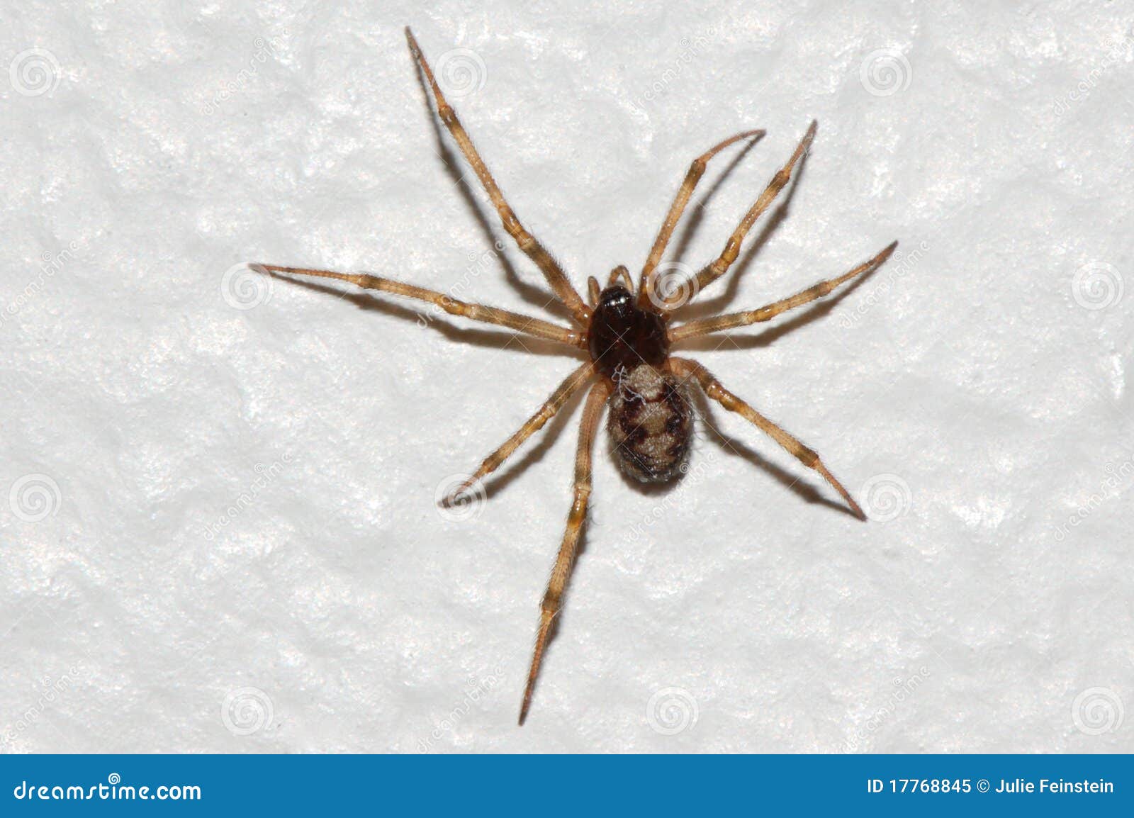 Steatoda Triangulosa