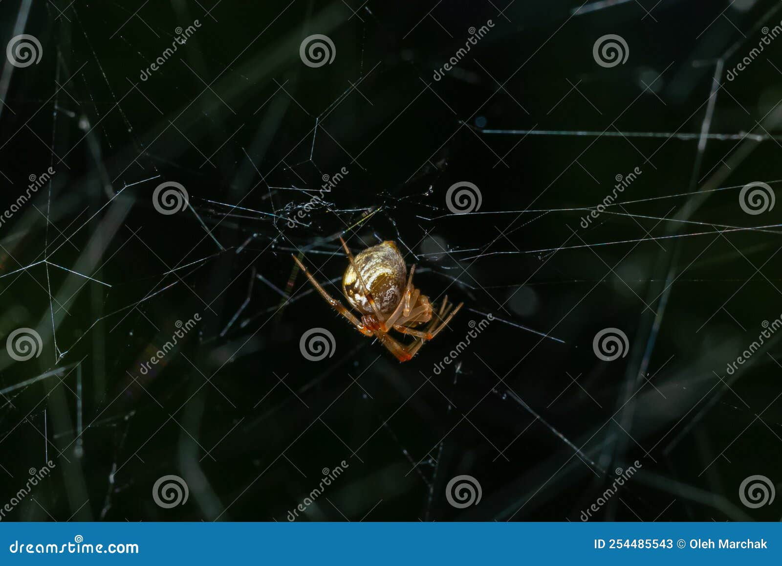 Triangulate Cobweb Or Triangulate Comb Foot Spider Steatoda Triangulosa Stock Image Image Of