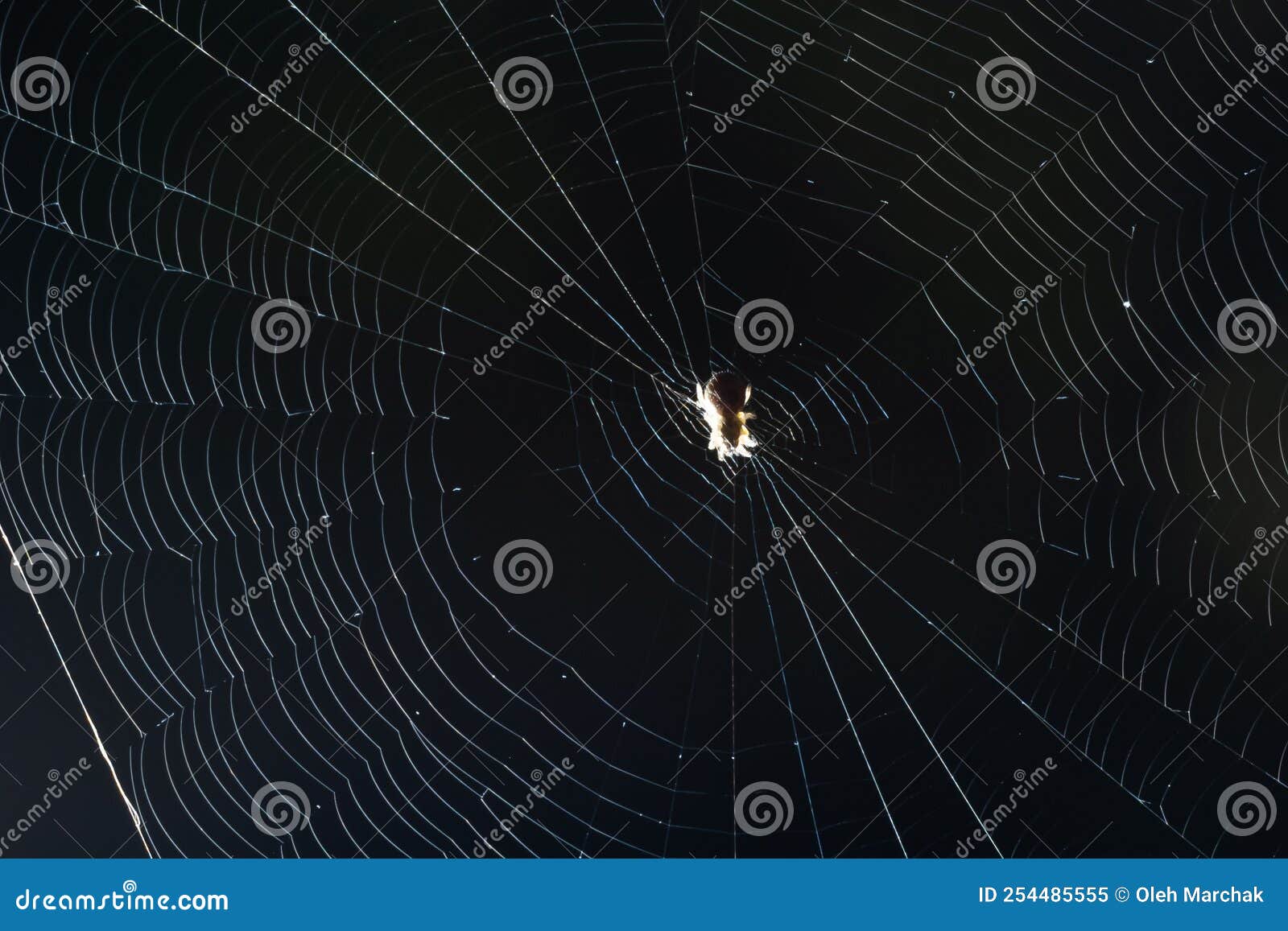 Triangulate Cobweb Or Triangulate Comb Foot Spider Steatoda Triangulosa Stock Image Image Of