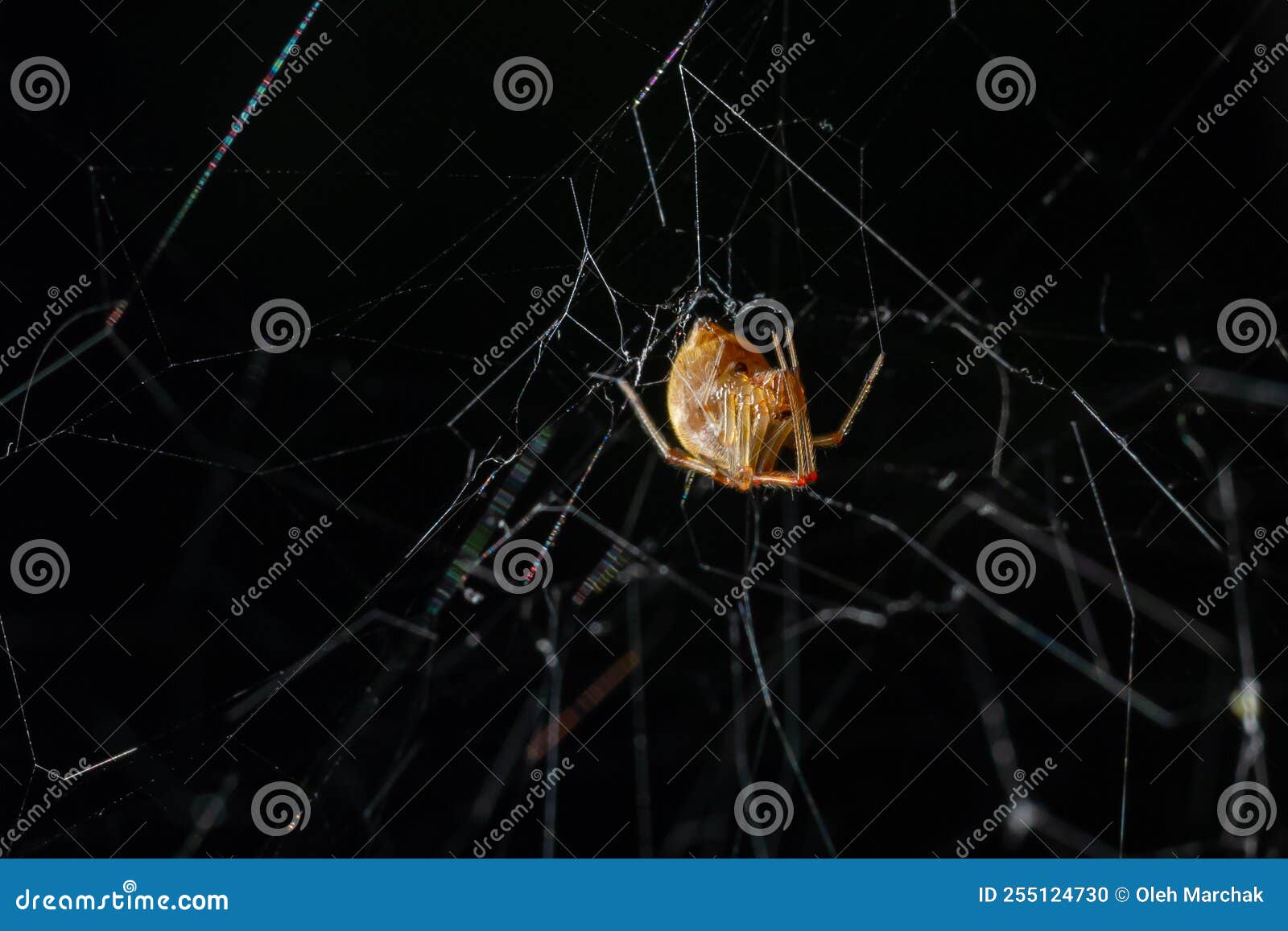 Triangulate Cobweb Spider, Steatoda Triangulosa Stock Image ...