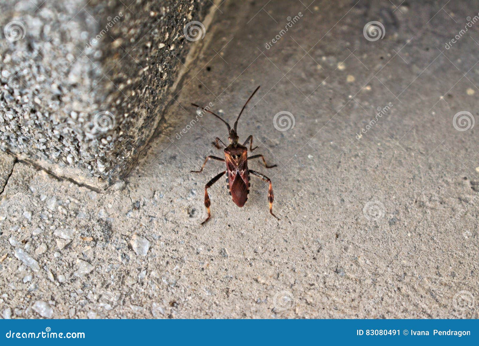 Triatominae stock image. Image of assasin, wall, kissing - 83080491