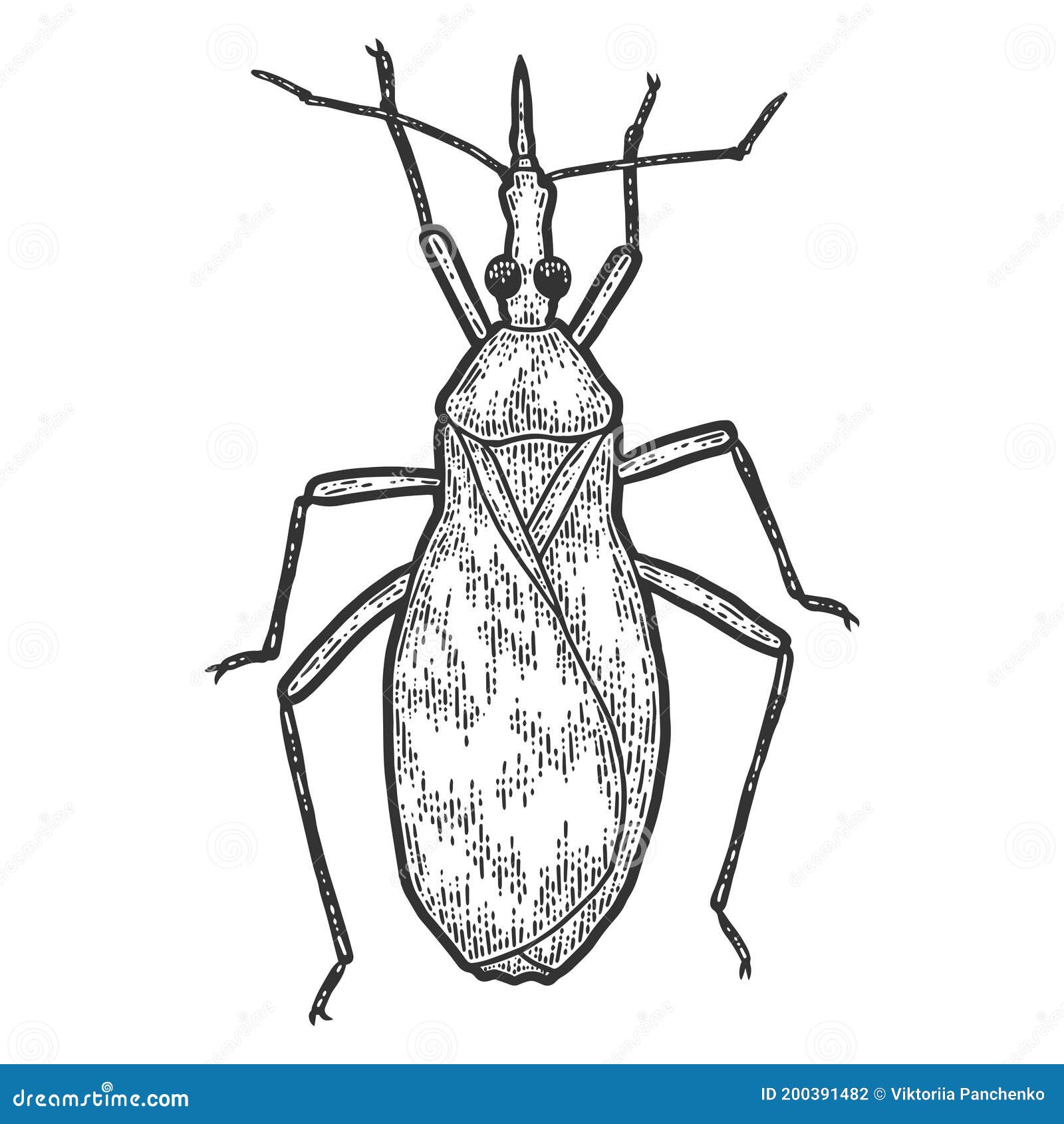 Triatominae. Engraving Vector Illustration. Sketch Scratch Board ...