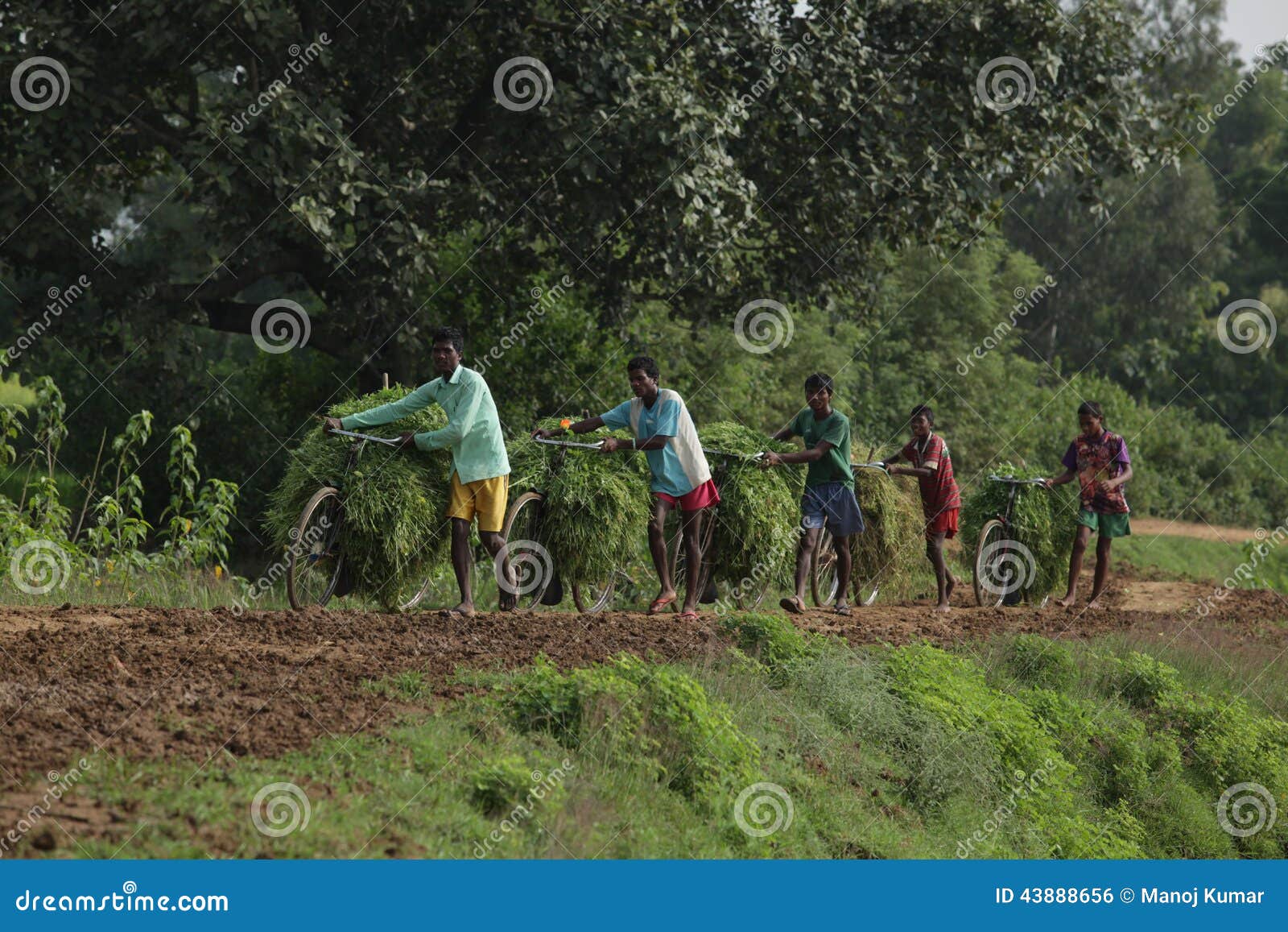 Tribal boys in work editorial photo. Image of working - 43888656