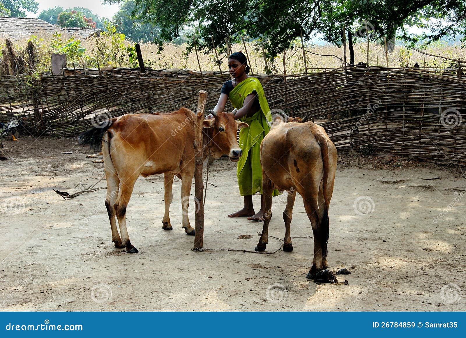 Tribal Community in Bastar editorial stock image. Image of saree - 26784859