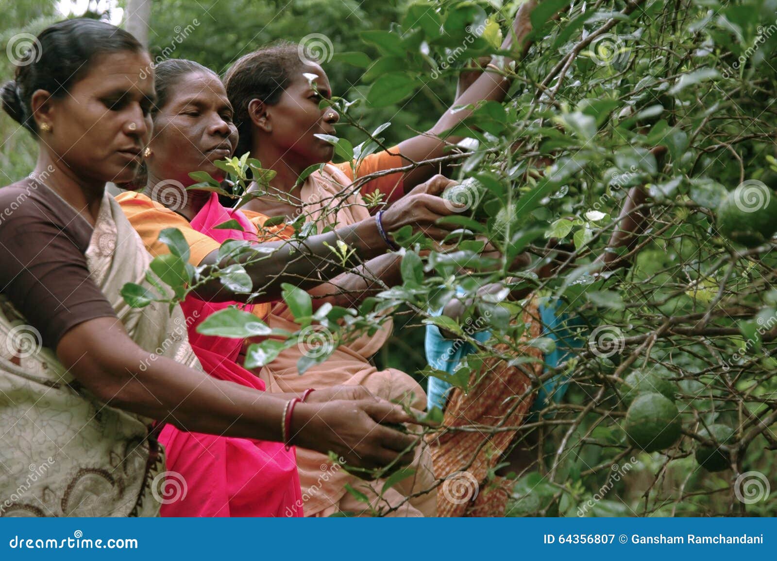Tribal women working editorial photography. Image of forest - 64356807