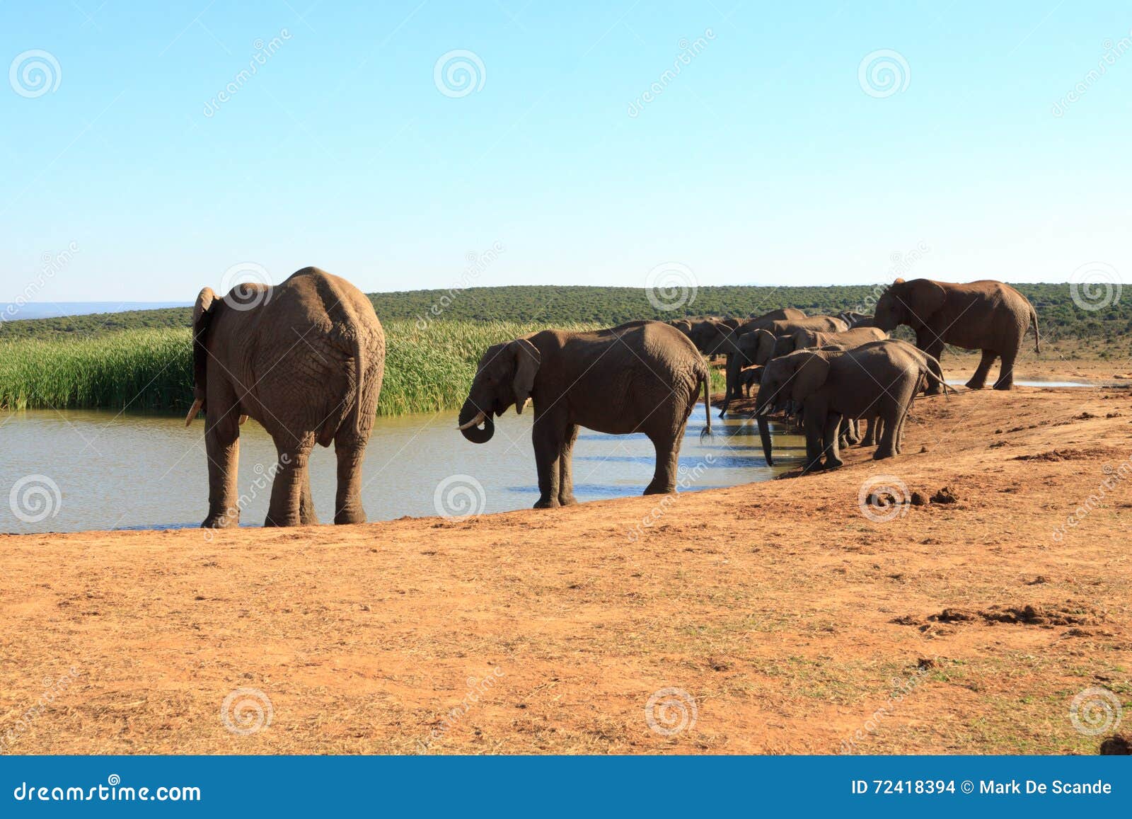 Tribe of the African Bush Elephant Stock Photo - Image of natural, park ...