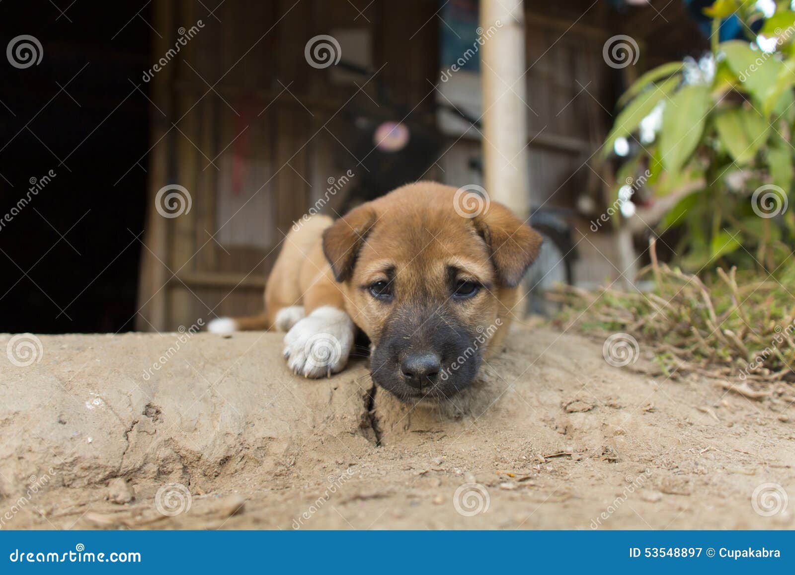 The tribe dog stock image. Image of colour, nature, facing - 53548897
