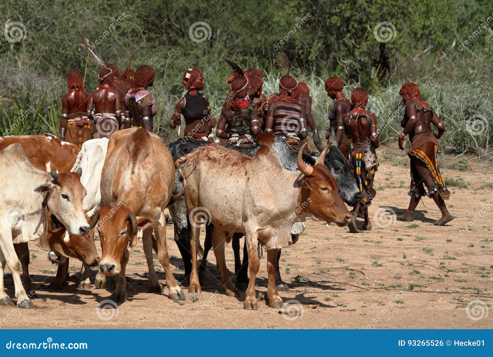 The Tribe of Hamar in the Omo Valley of Ethiopia Editorial Photo ...