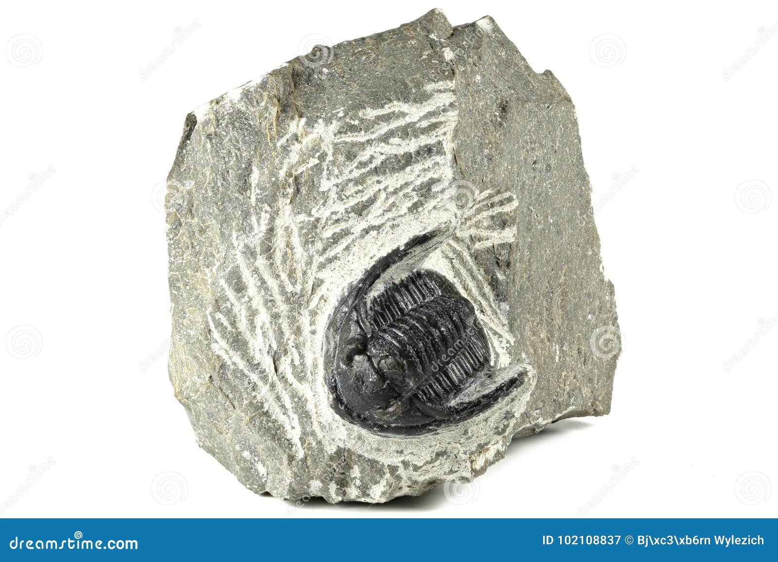 Tribolite 库存图片. 图片 包括有 传记, 人工制品, 石灰石, 石化, 查出, 博物馆, 泥盆纪 - 102108837