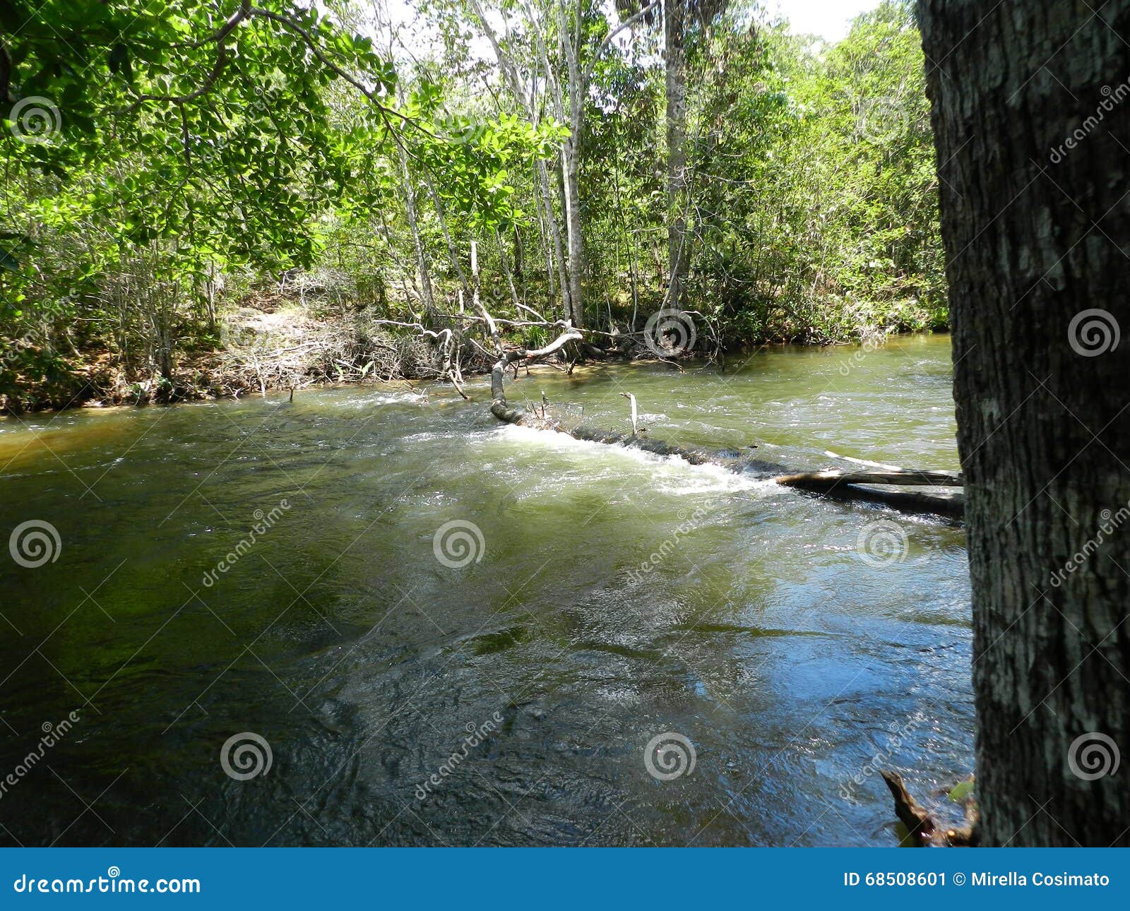 Tributary of the Amazon River Stock Image - Image of brazilian, potable ...