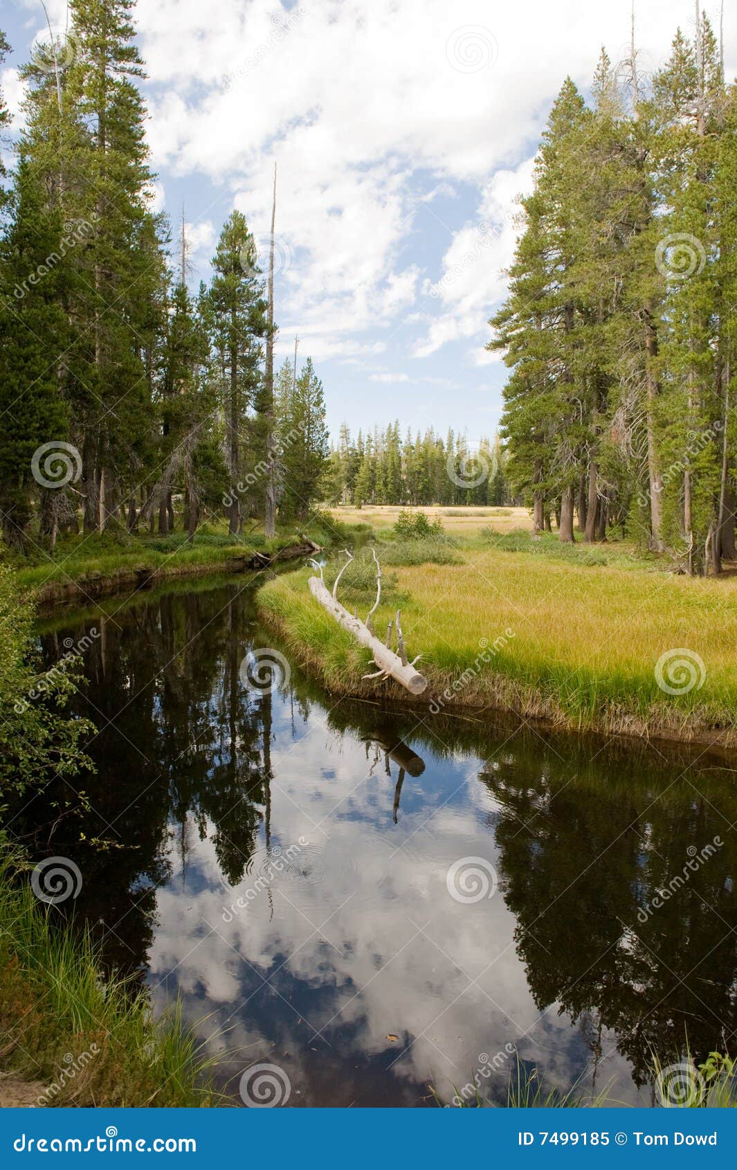 Tributary in scenic forest stock image. Image of forested - 7499185