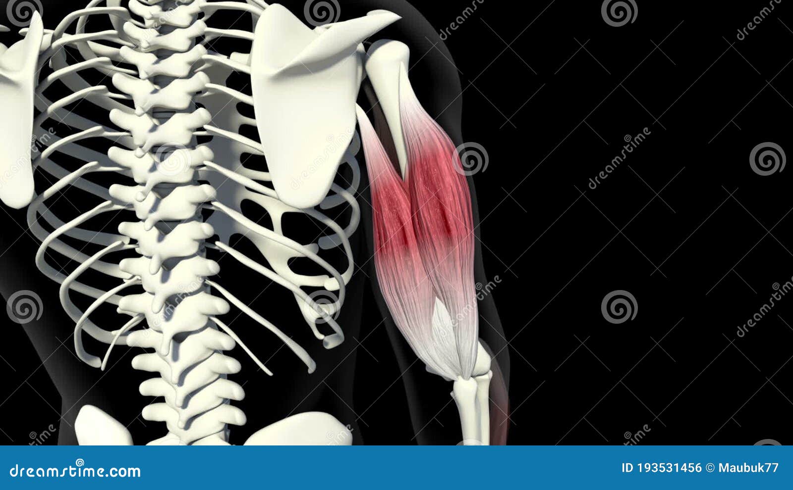 Tricep muscle animation stock footage. Video of skeleton - 193531456