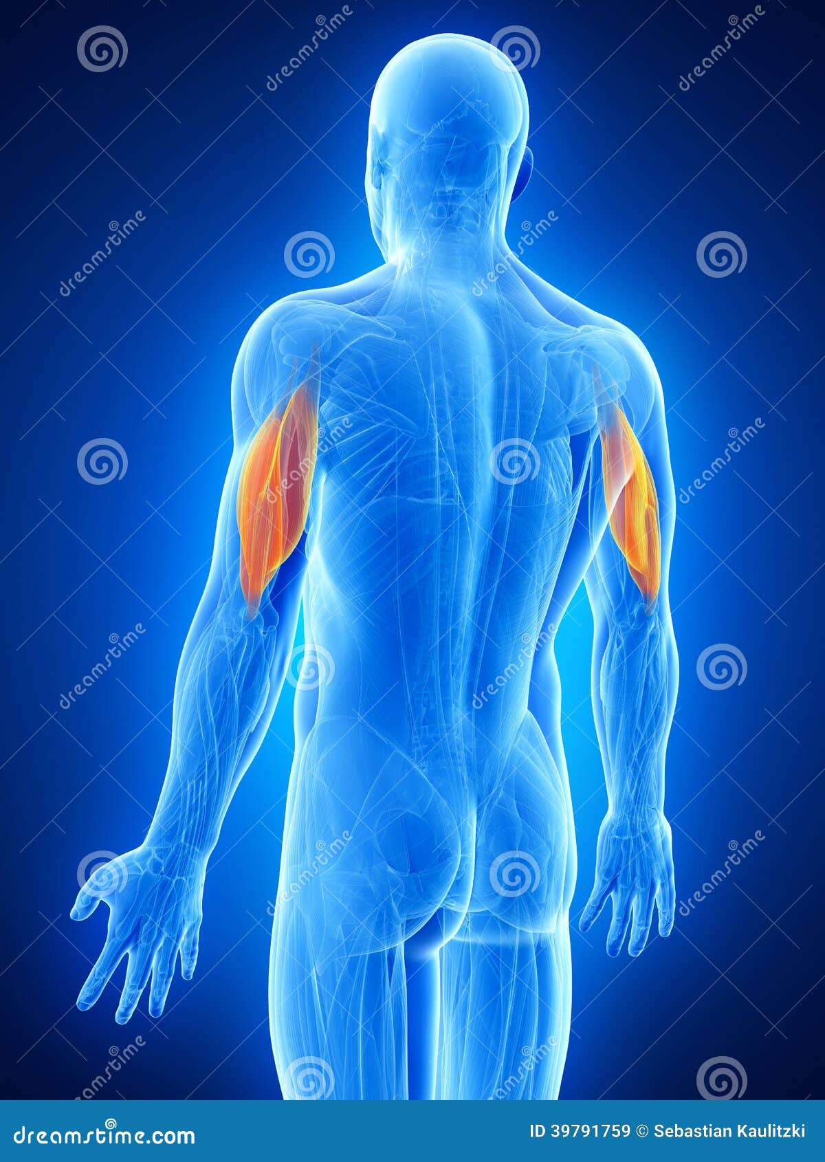 The triceps stock illustration. Illustration of musculus - 39791759