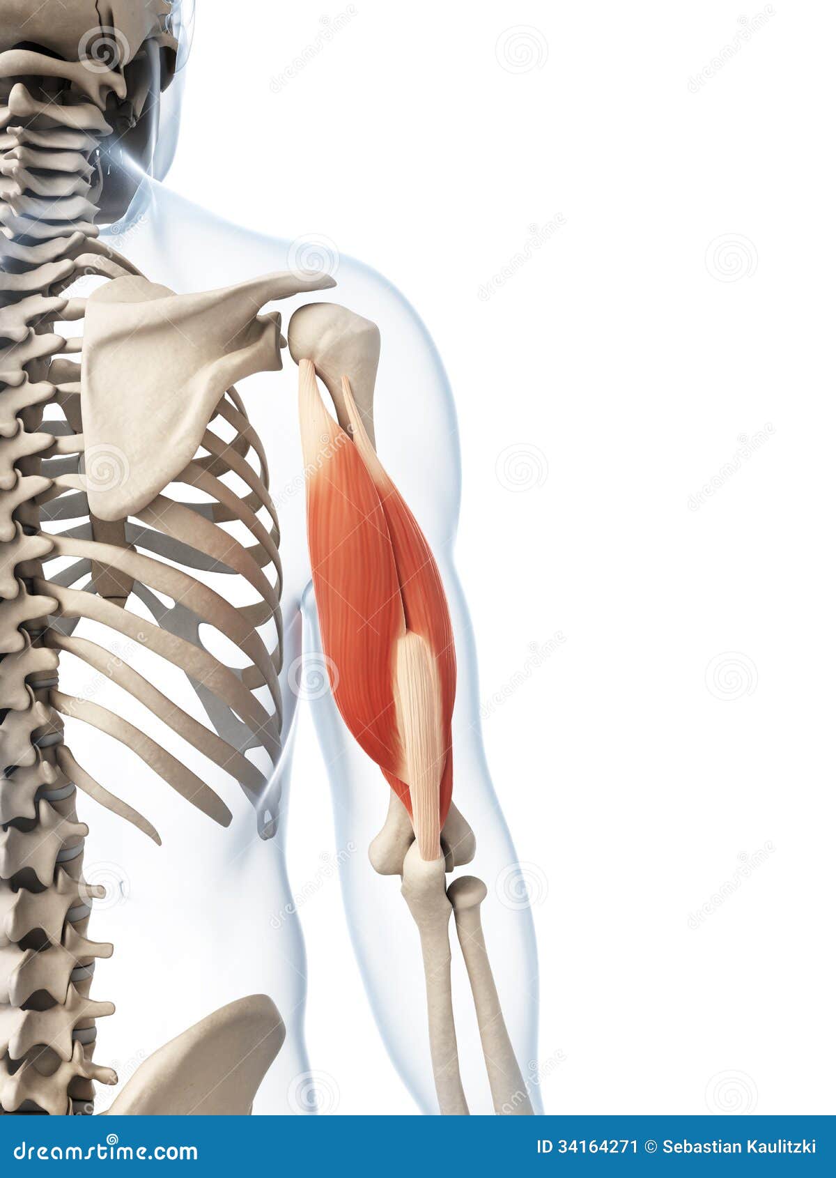 The triceps stock illustration. Illustration of fibre - 34164271