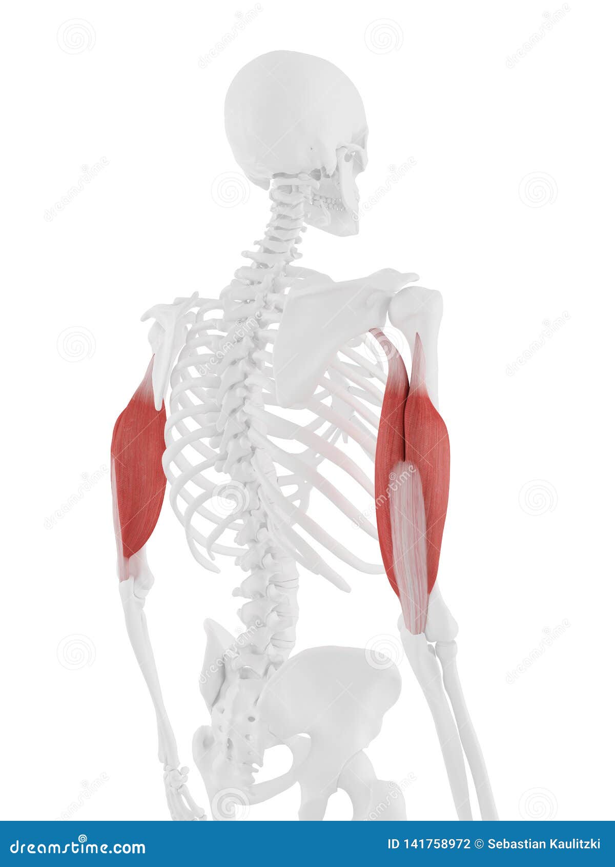 The Triceps stock illustration. Illustration of medically - 141758972