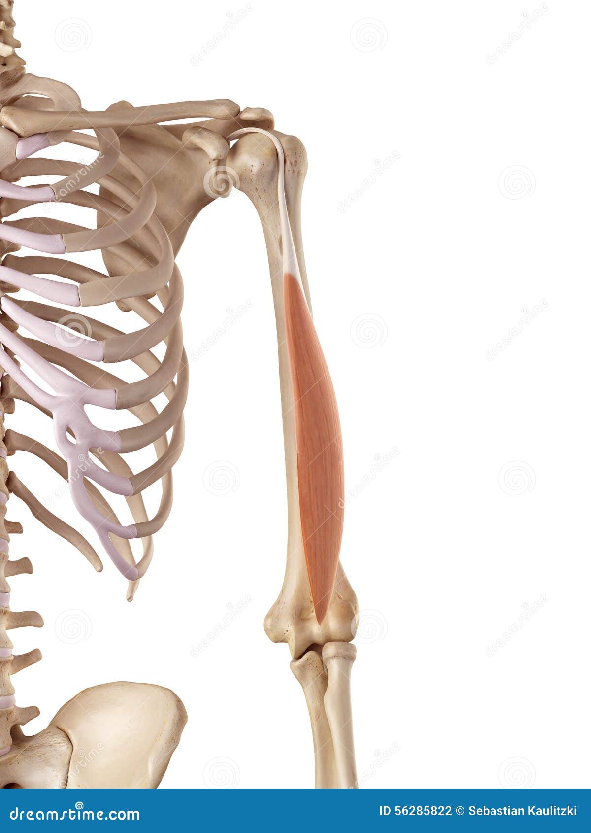 The triceps long head stock illustration. Illustration of healthy ...