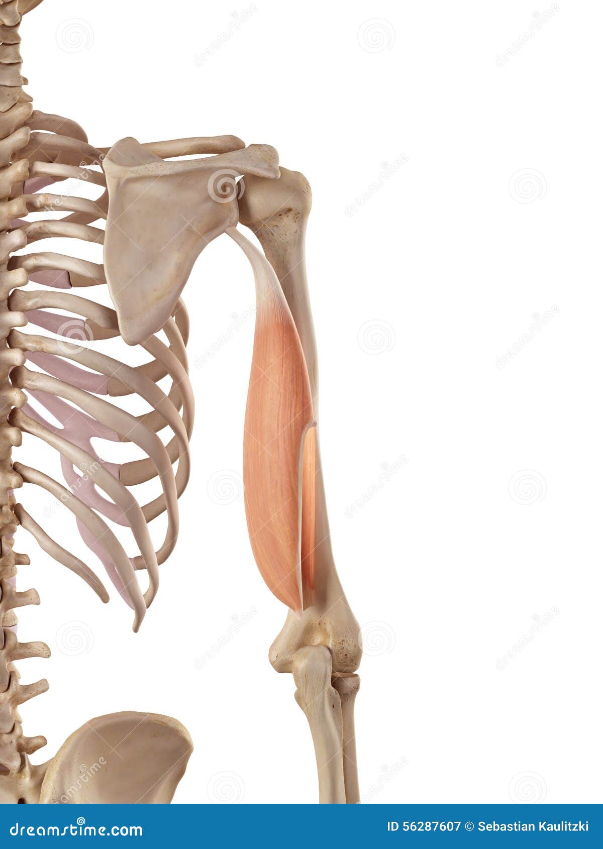 The triceps long head stock illustration. Illustration of upper - 56287607