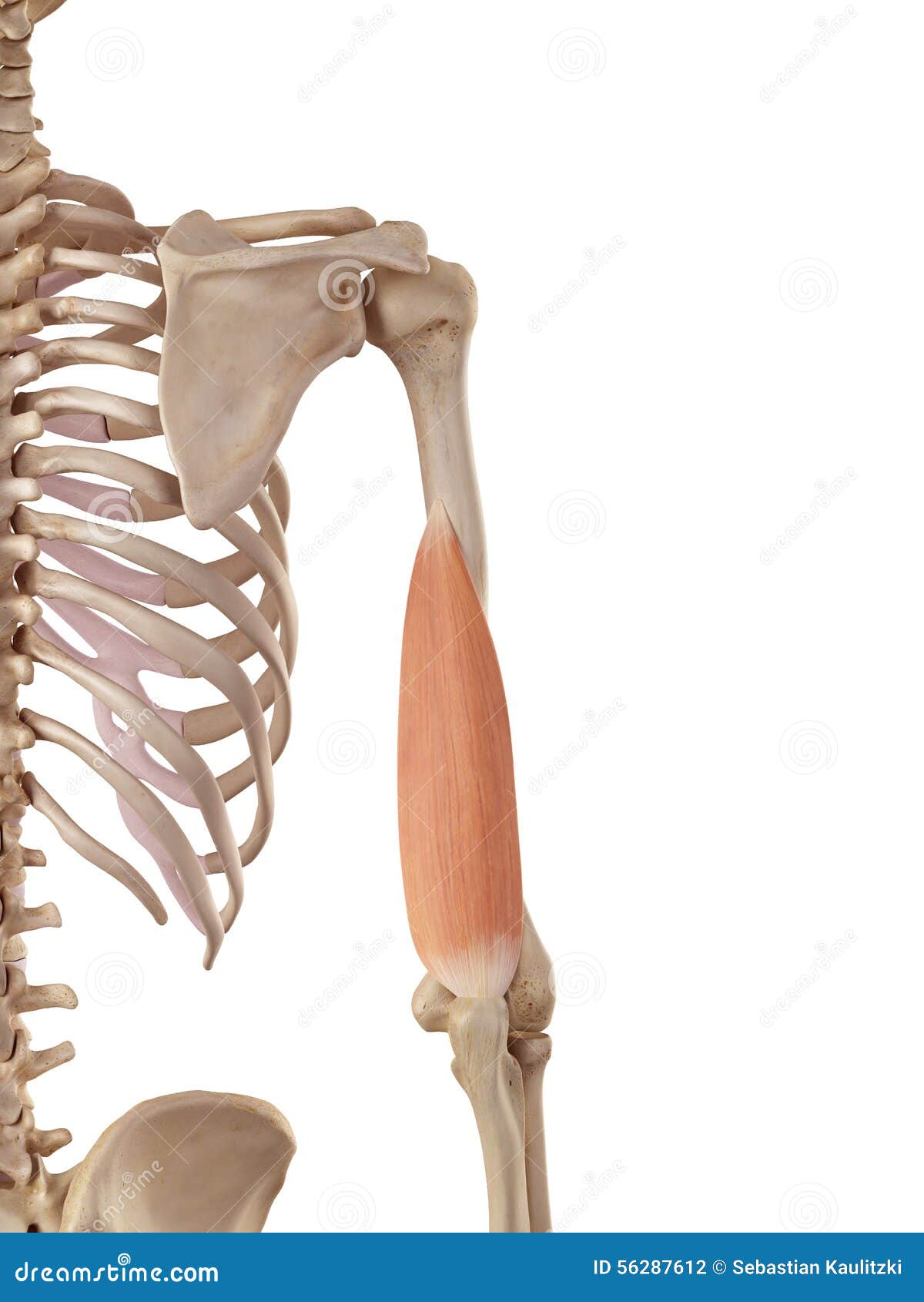 The Triceps Royalty-Free Cartoon | CartoonDealer.com #39791759