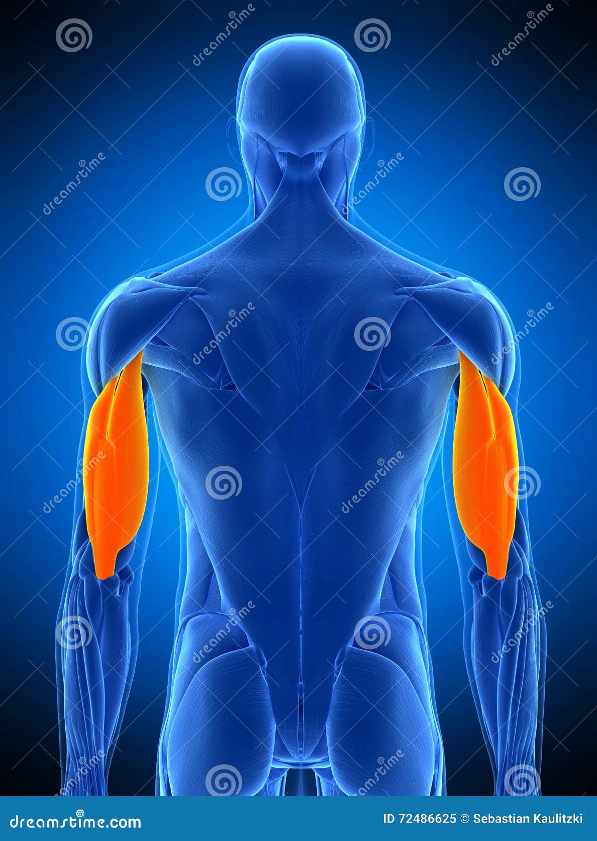 The triceps stock illustration. Illustration of anterior - 72486625