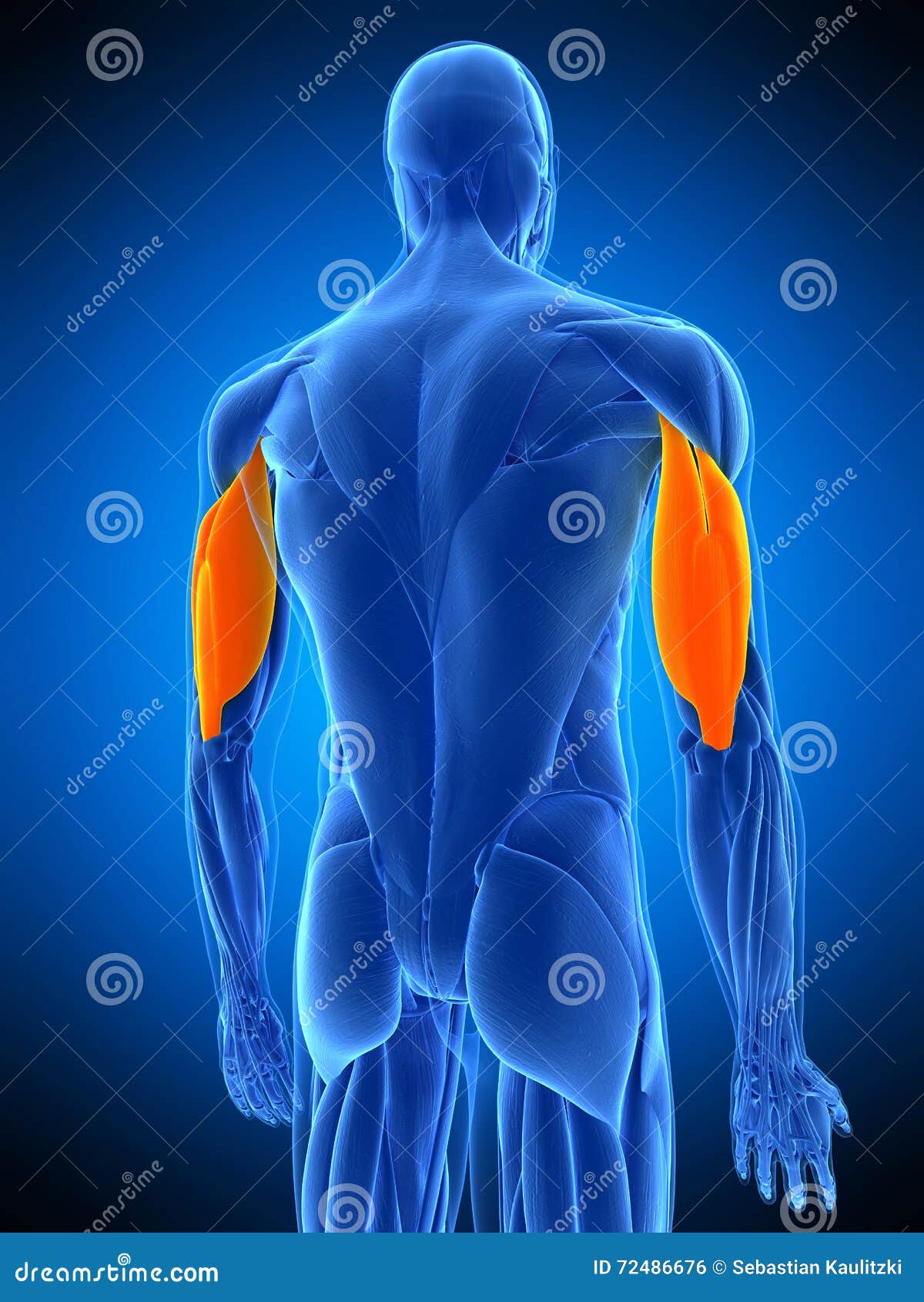 The triceps stock illustration. Illustration of triceps - 72486676