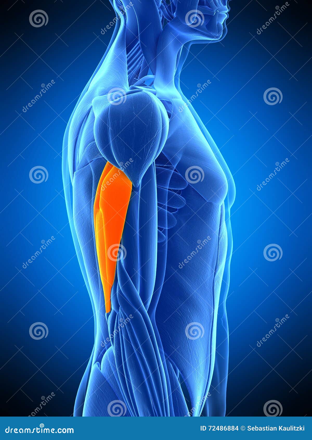 Triceps Lateral Head Stock Illustration | CartoonDealer.com #153407716