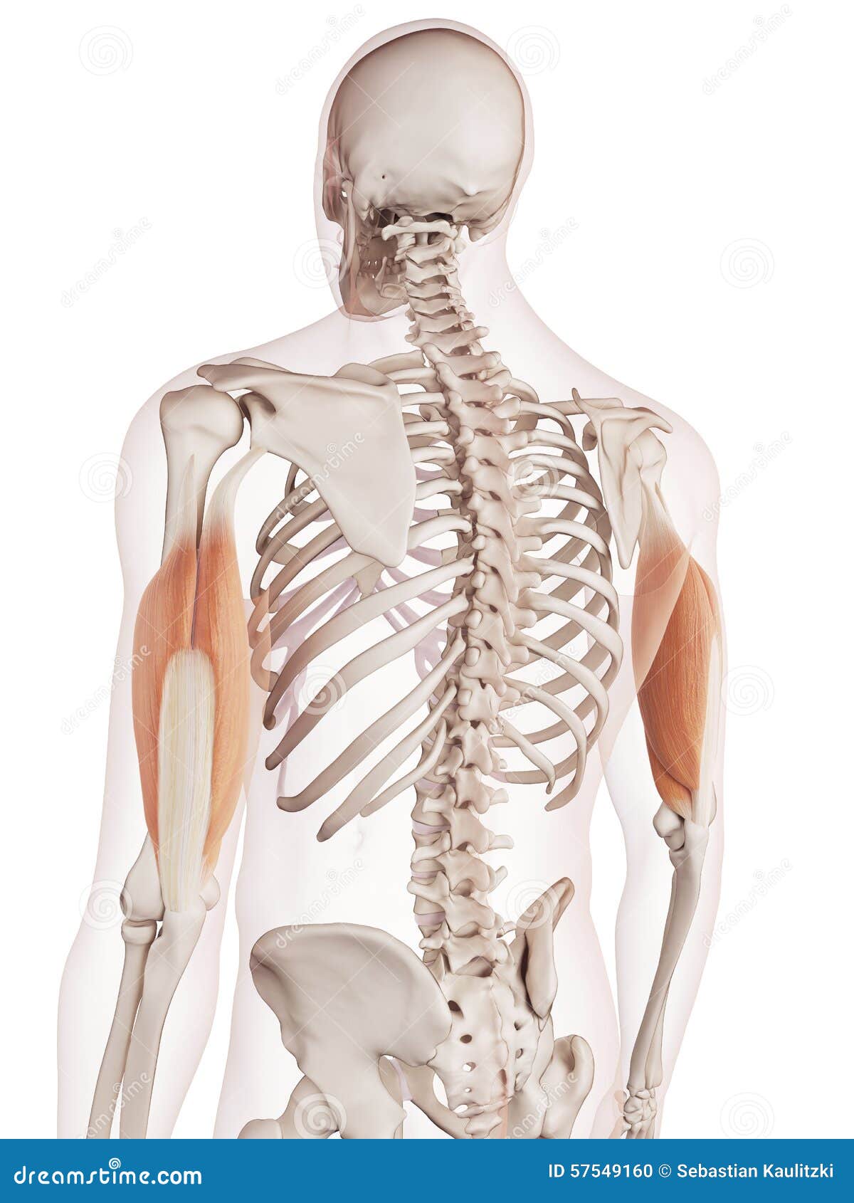 The Triceps Royalty-Free Cartoon | CartoonDealer.com #39791759