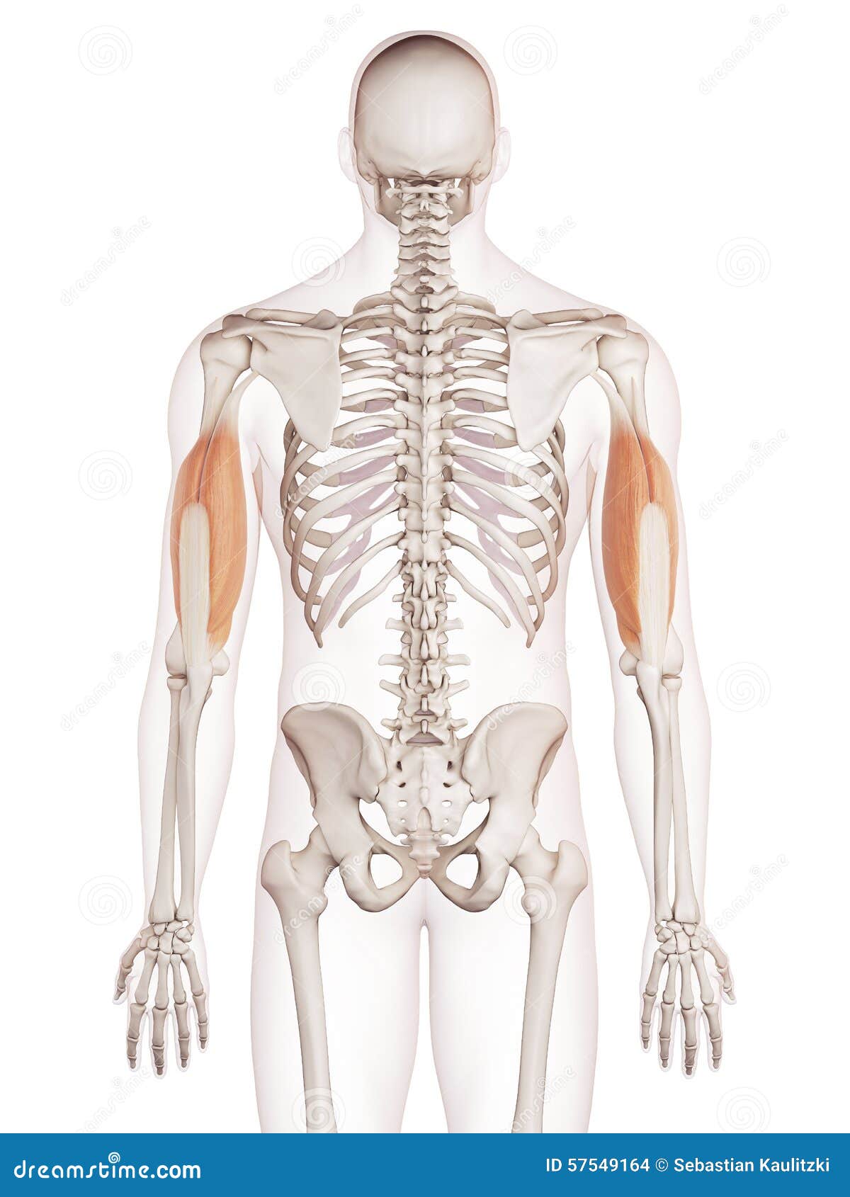 The triceps stock illustration. Illustration of muscular - 57549164