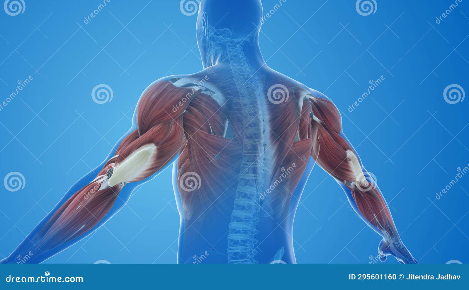 Triceps Muscle Pain and Injury Stock Photo - Image of strength, graphic ...