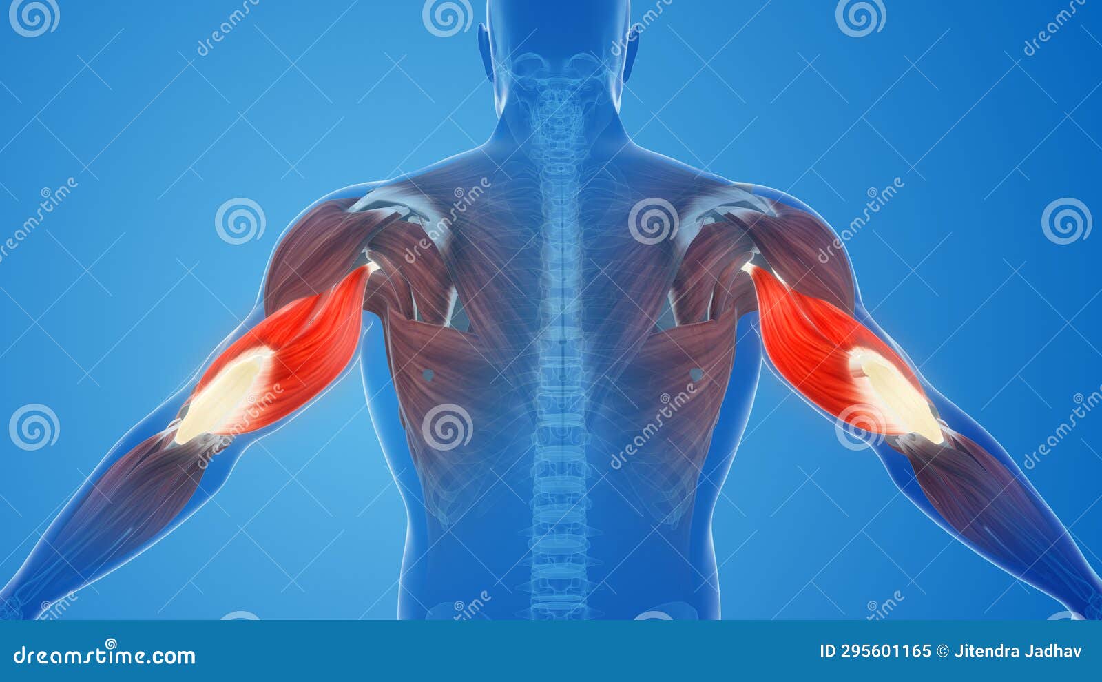 Triceps Muscle Pain and Injury Stock Image - Image of health, structure ...