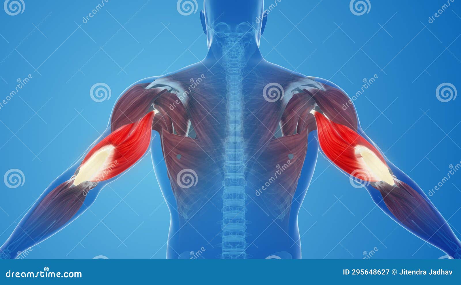 Triceps Muscle Pain and Injury Stock Video - Video of triceps, muscle ...