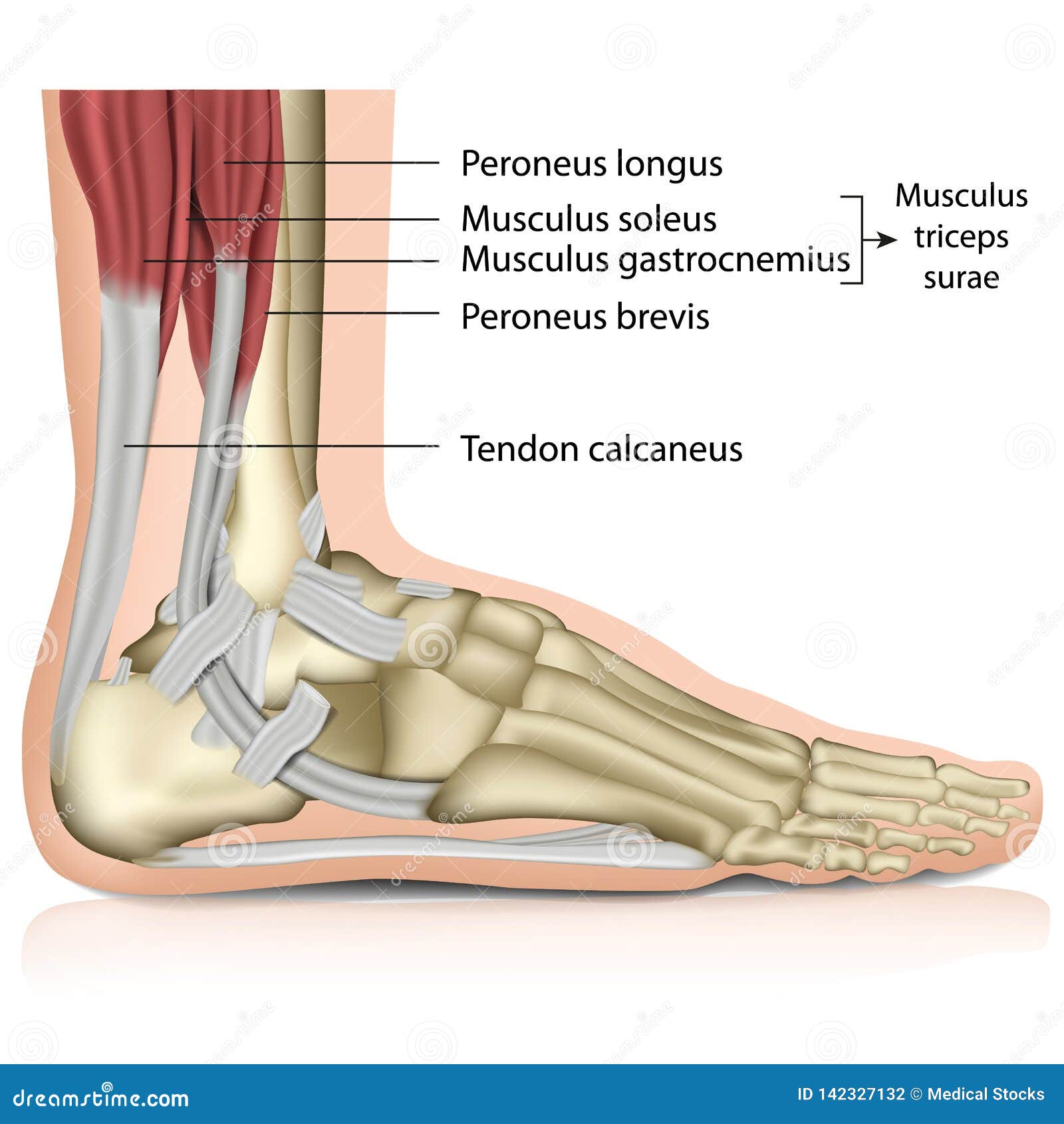 Triceps Surae Ankle Joint 3d Medical Illustration Stock Illustration ...