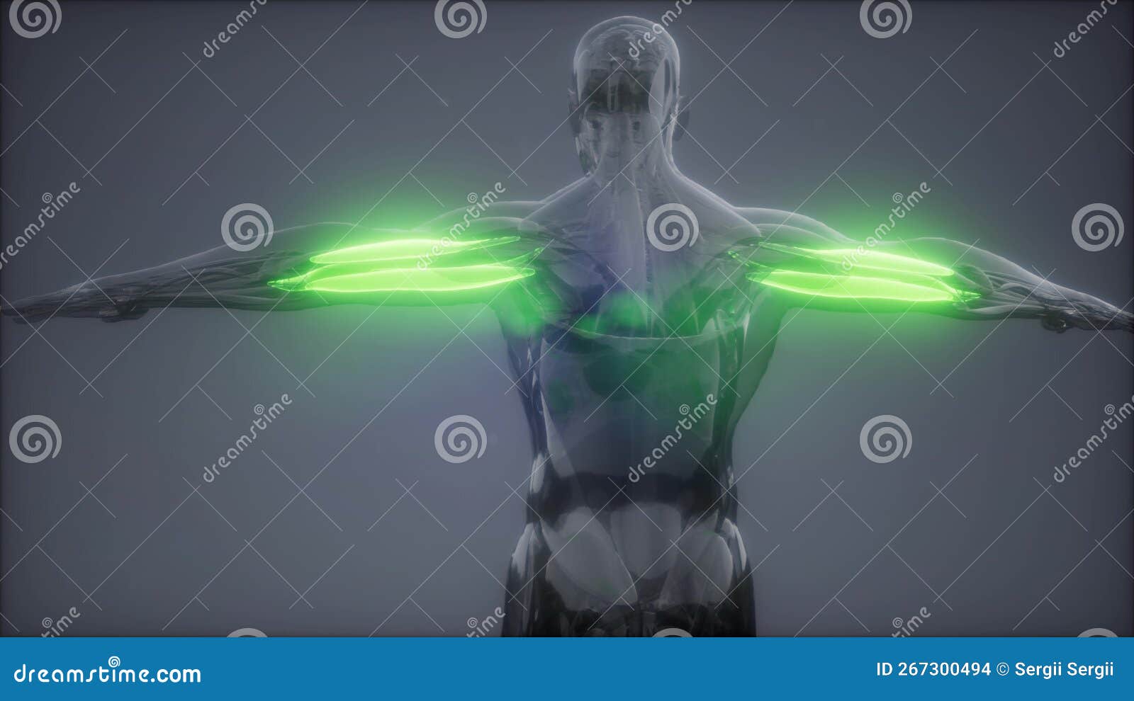 Triceps - Visible Muscle Anatomy Map Stock Illustration - Illustration ...