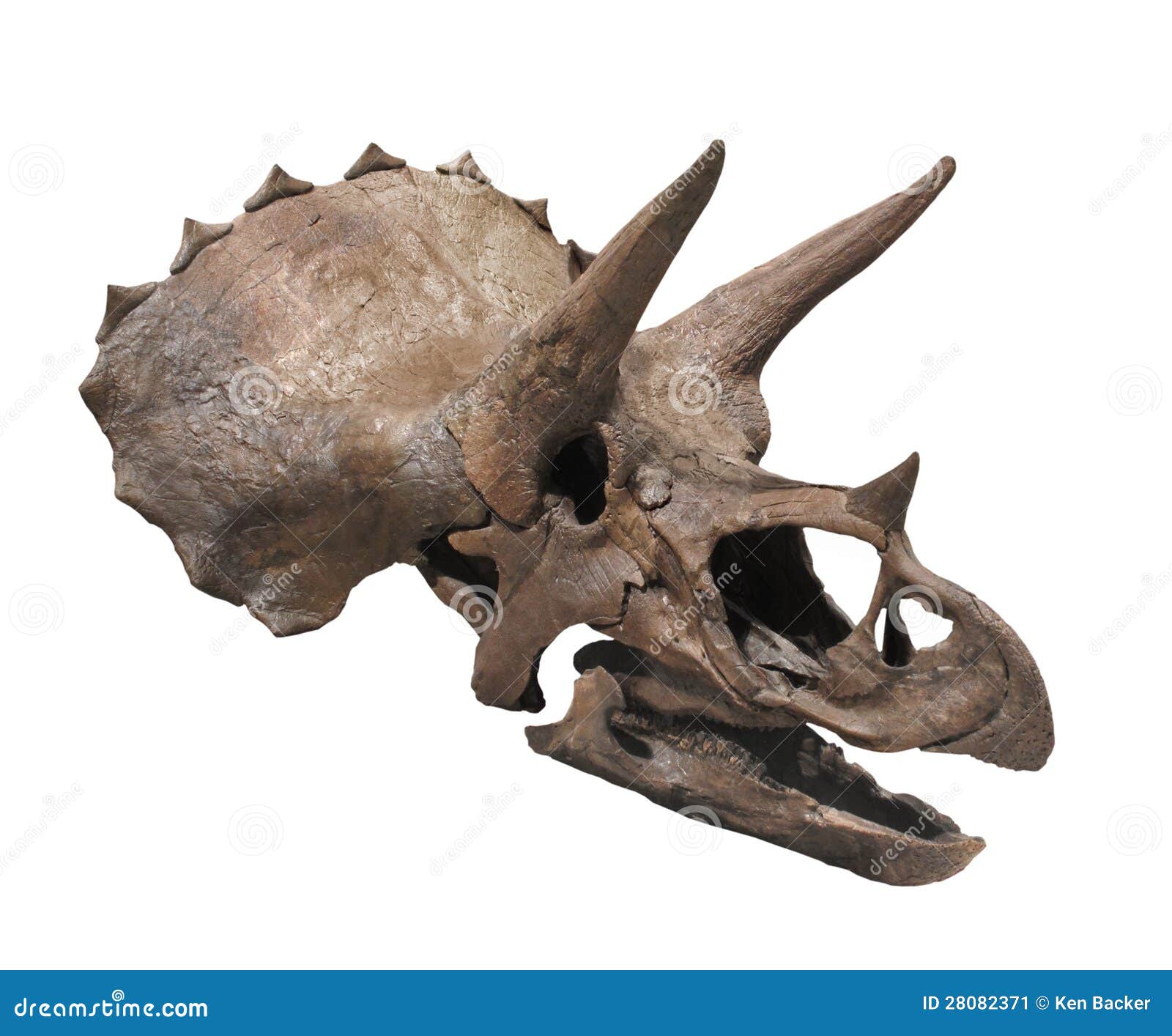 Dinosaur Triceratops Head