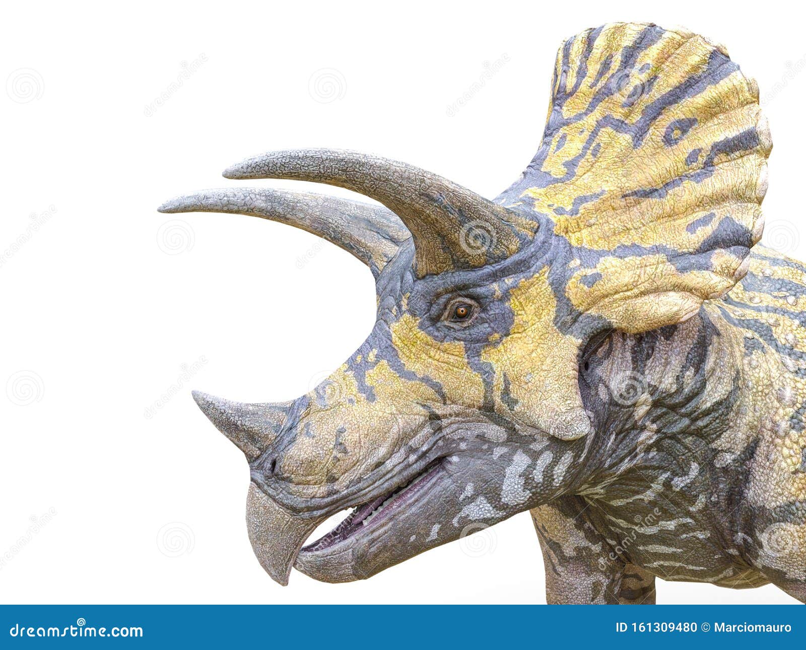 Triceratops on White Background Stock Illustration - Illustration of ...