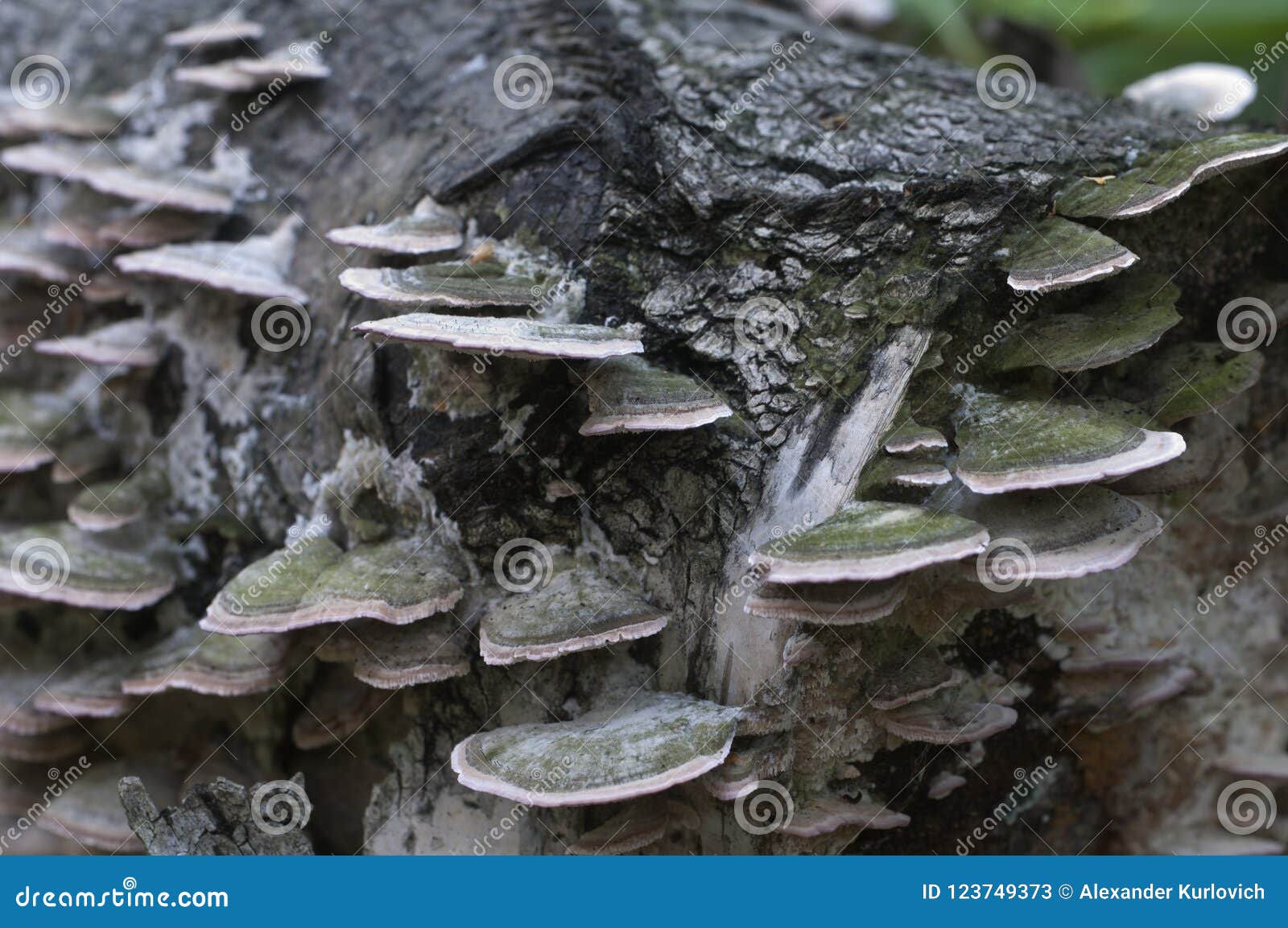 Trichaptum biforme stock image. Image of mushroom, orange - 123749373