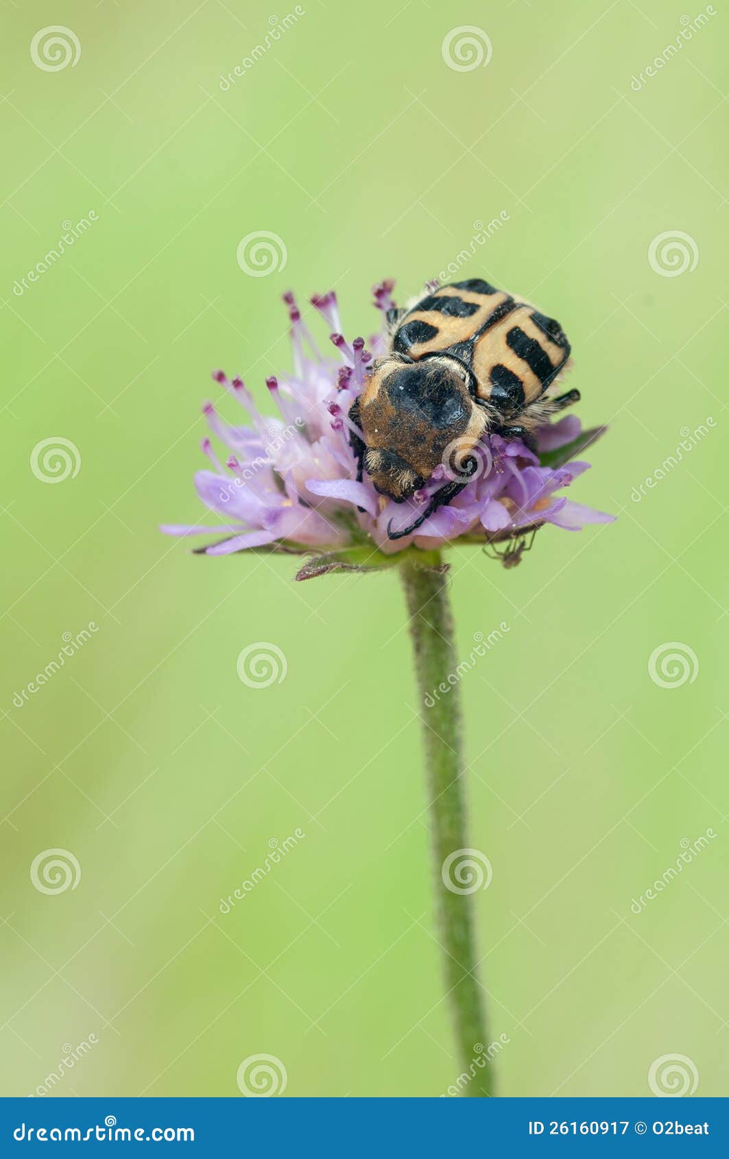 Trichius sp stock image. Image of fasciatus, flower, macro - 26160917