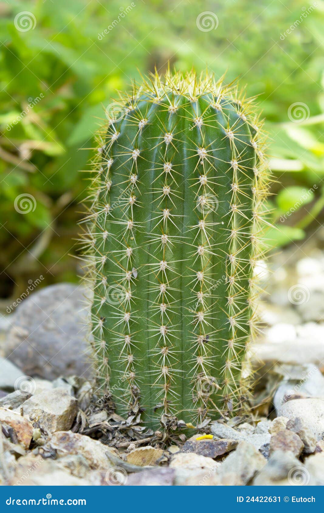 Trichocereus Grandiflorus Cactus Stock Image - Image of plant, cactus ...