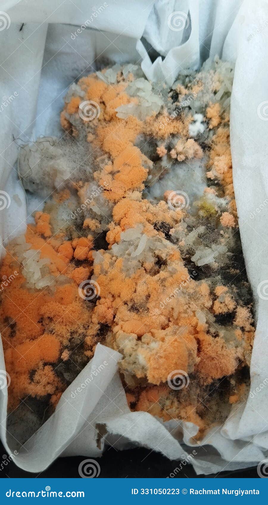 Trichoderma Fungus on Stale Rice As a Biofertilizer Stock Image - Image ...