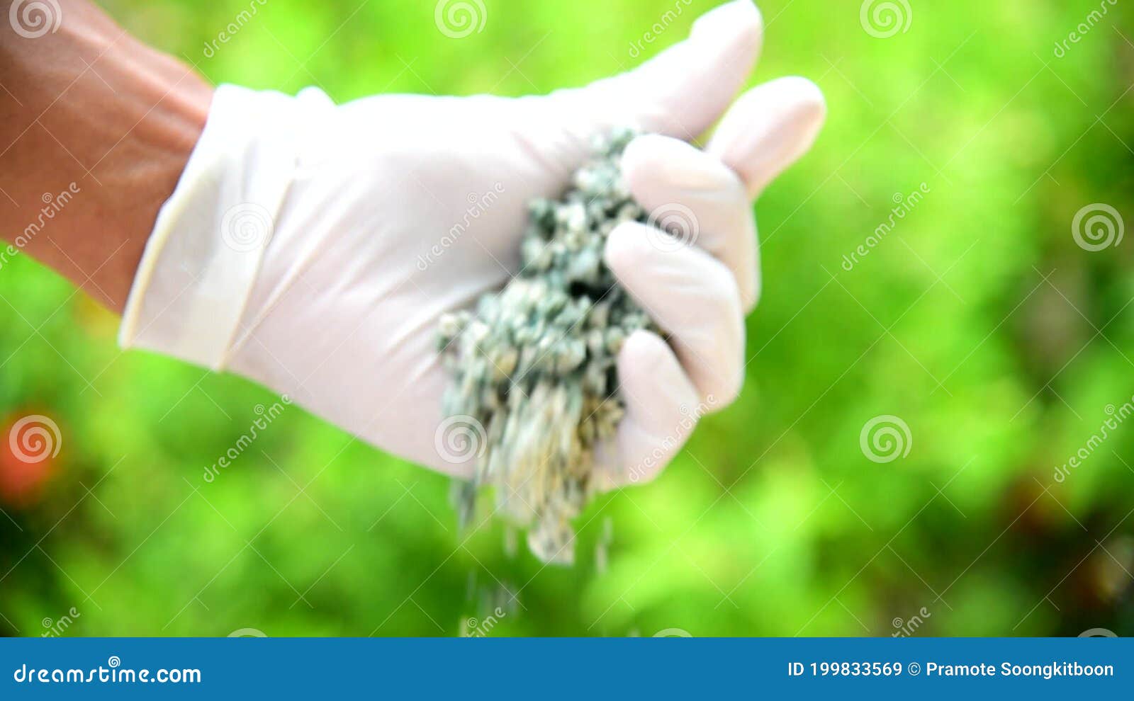 Trichoderma Harzianum in the Hand Stock Video - Video of microbiology ...