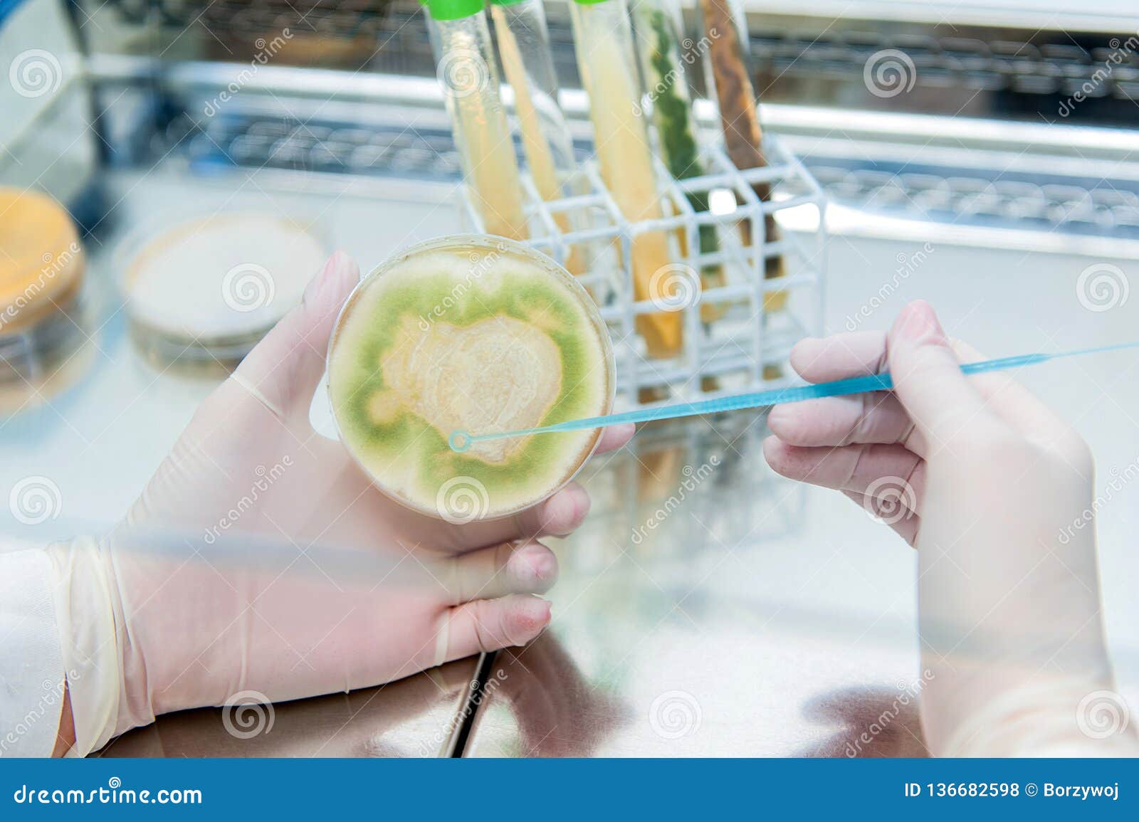 Trichoderma on petri plate stock photo. Image of slant - 136682598
