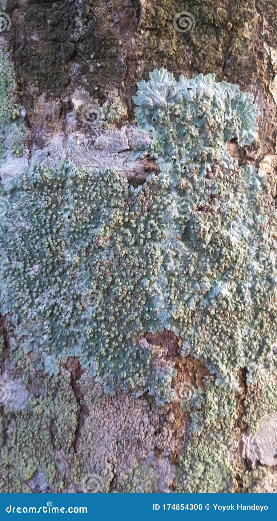 Trichoderma .sp stock photo. Image of simbiosis, ascomycetes - 174854300