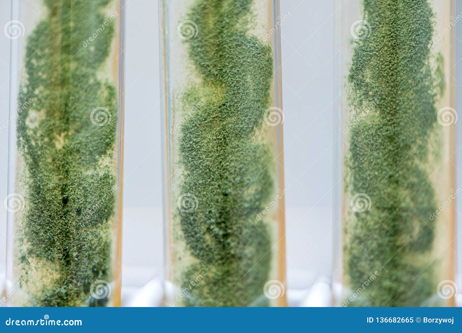 Trichoderma in test tubes stock image. Image of color - 136682665