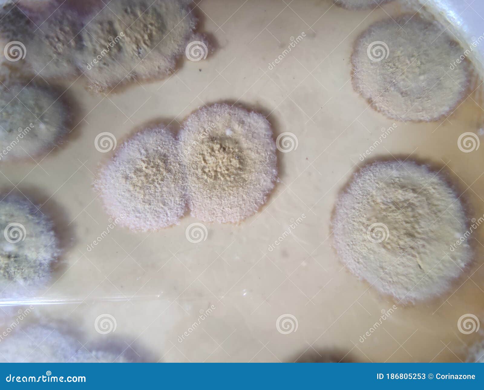 Trichoderma Viridae Young Colonies Stock Image - Image of young, medium ...