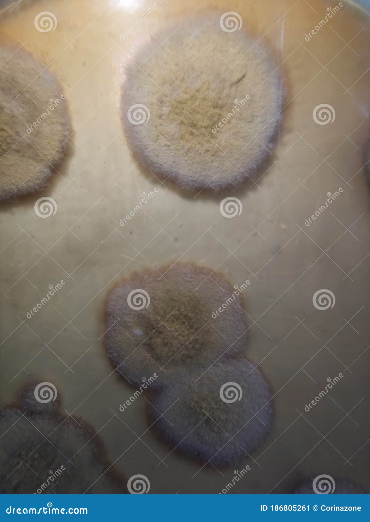 Trichoderma Viridae Young Colonies Stock Image - Image of young, fungal ...
