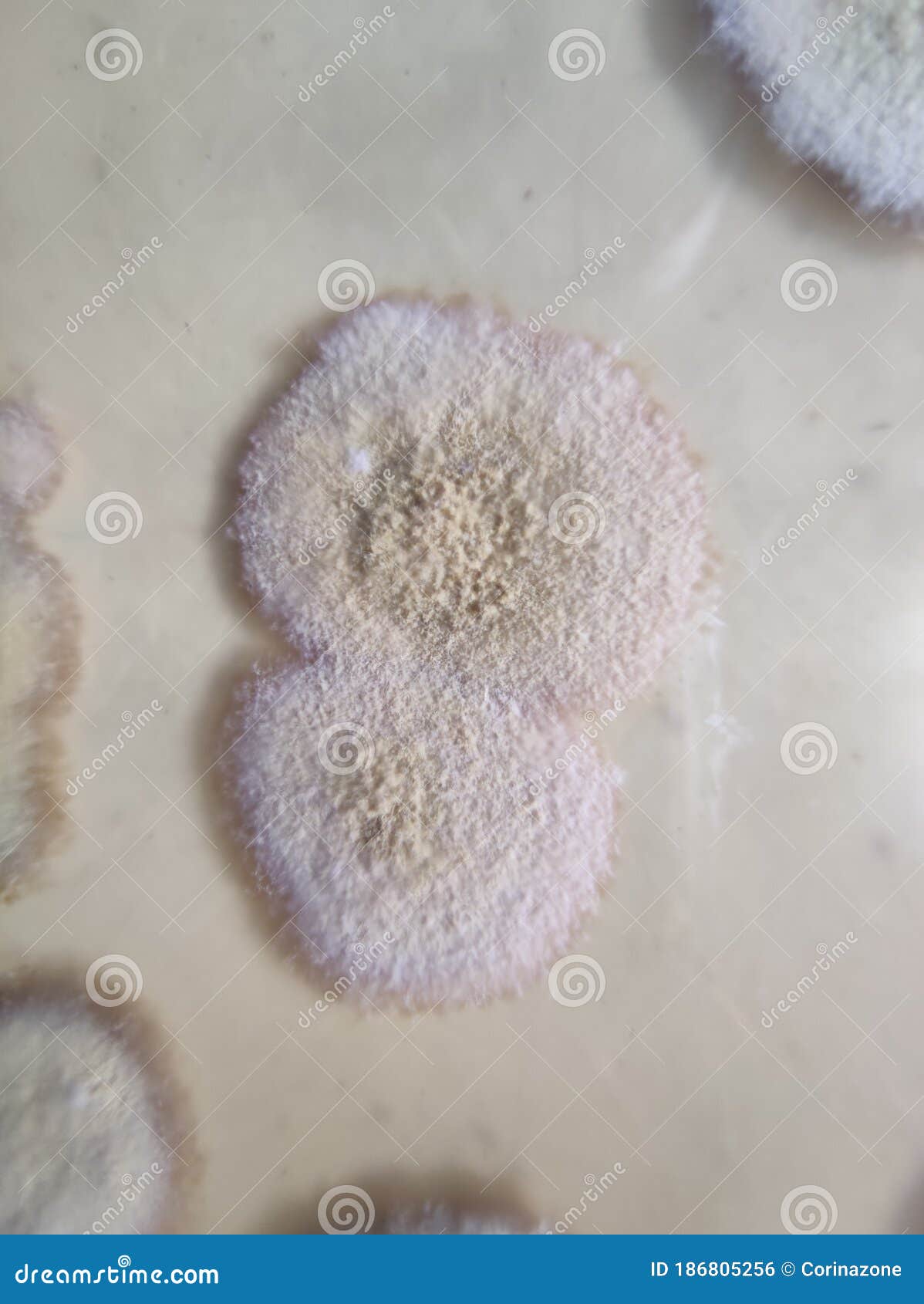 Trichoderma Viridae Young Colonies Stock Image | CartoonDealer.com ...