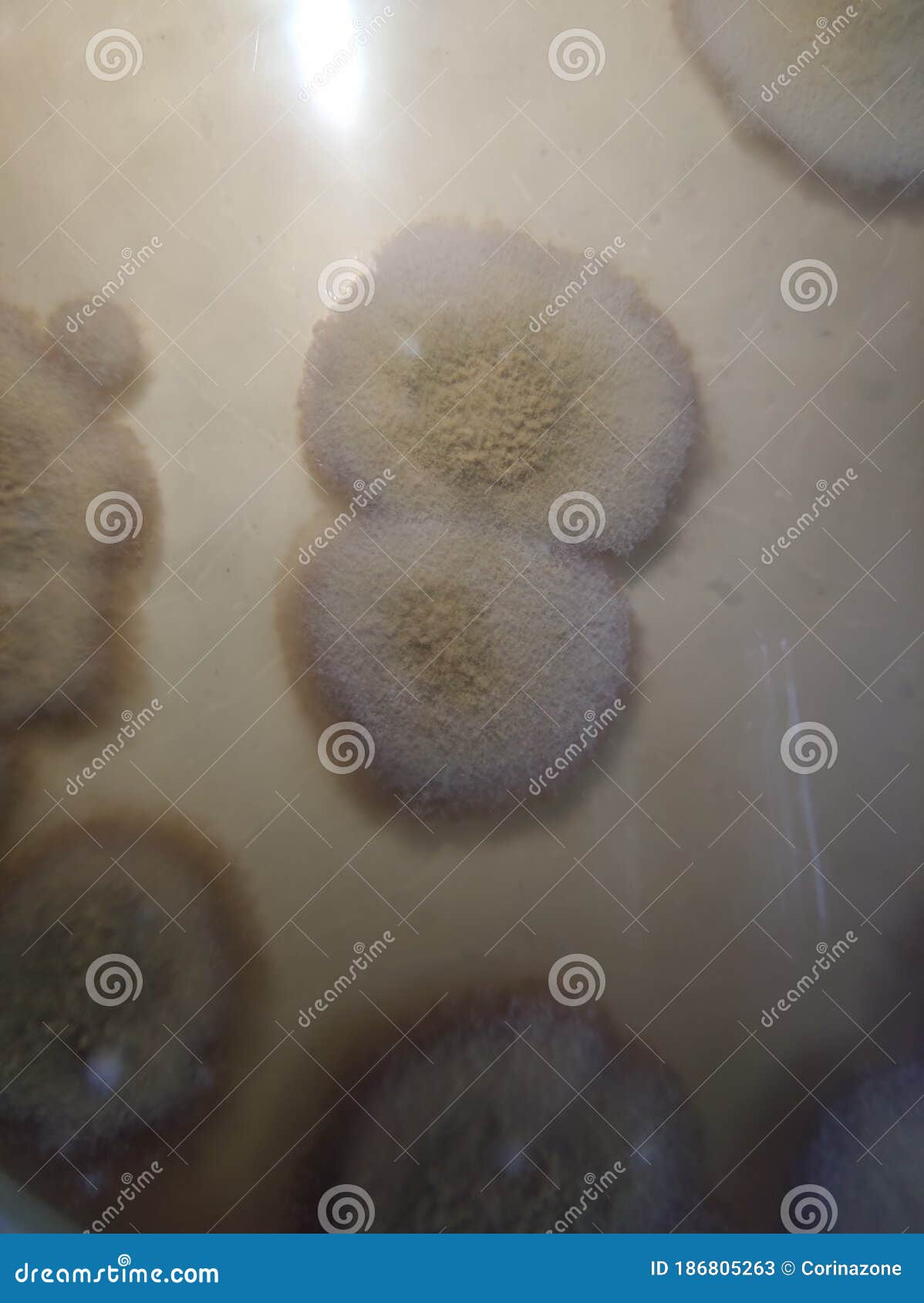 Trichoderma Viridae Young Colonies Stock Image | CartoonDealer.com ...