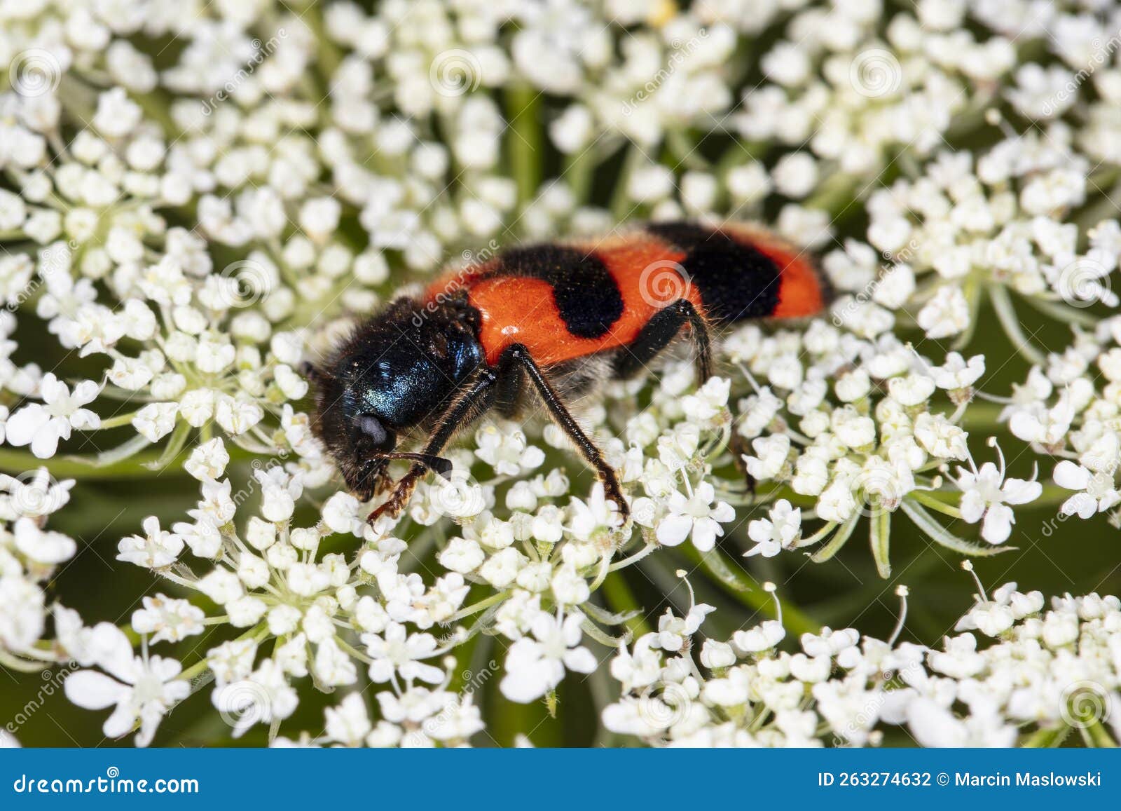 Trichodes Apiarius a Rare Type of Beetle, Close Up Stock Photo - Image ...