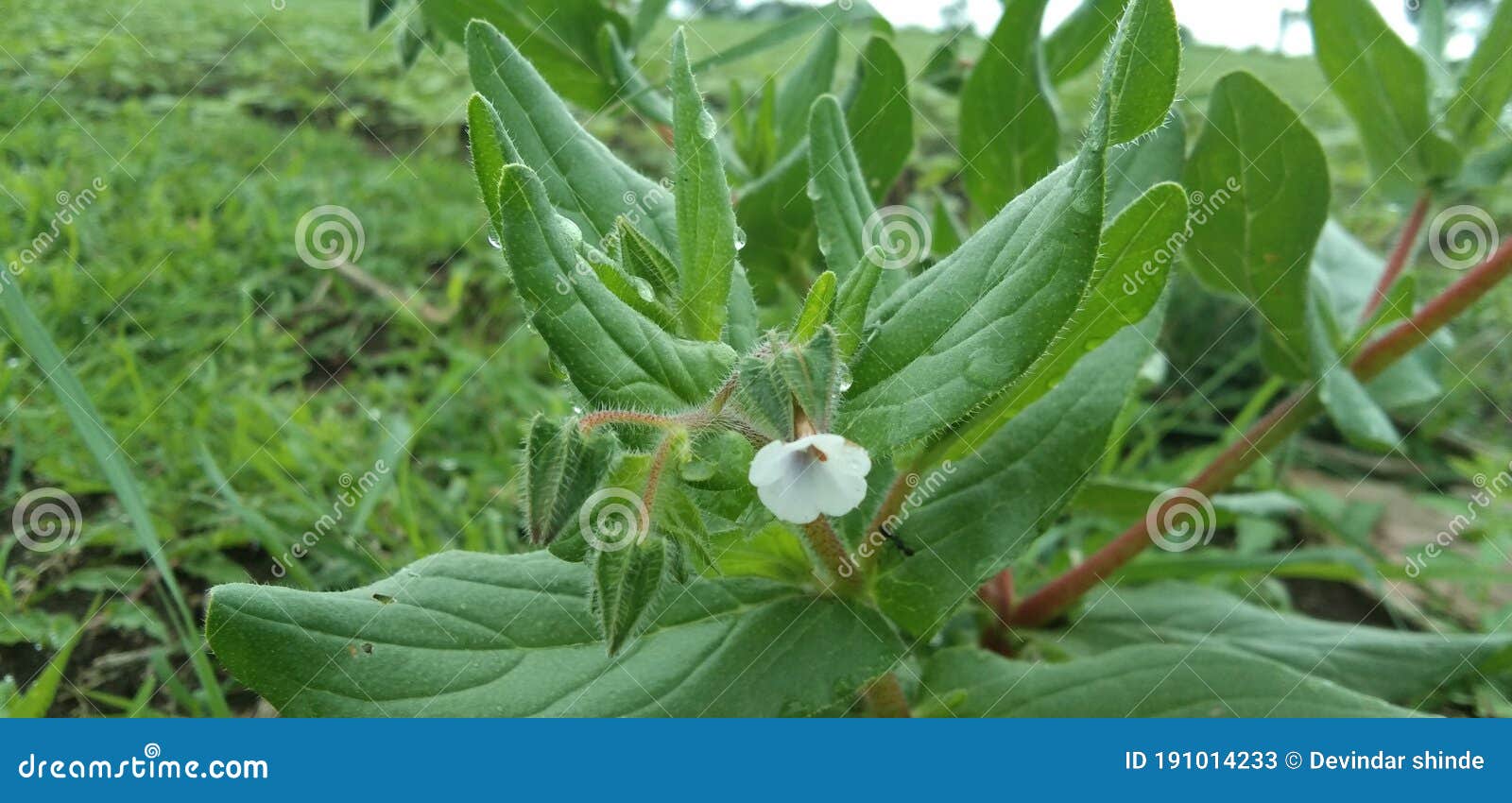 Trichodesma Indicum , Indian Borege Stock Image - Image of vegetable ...
