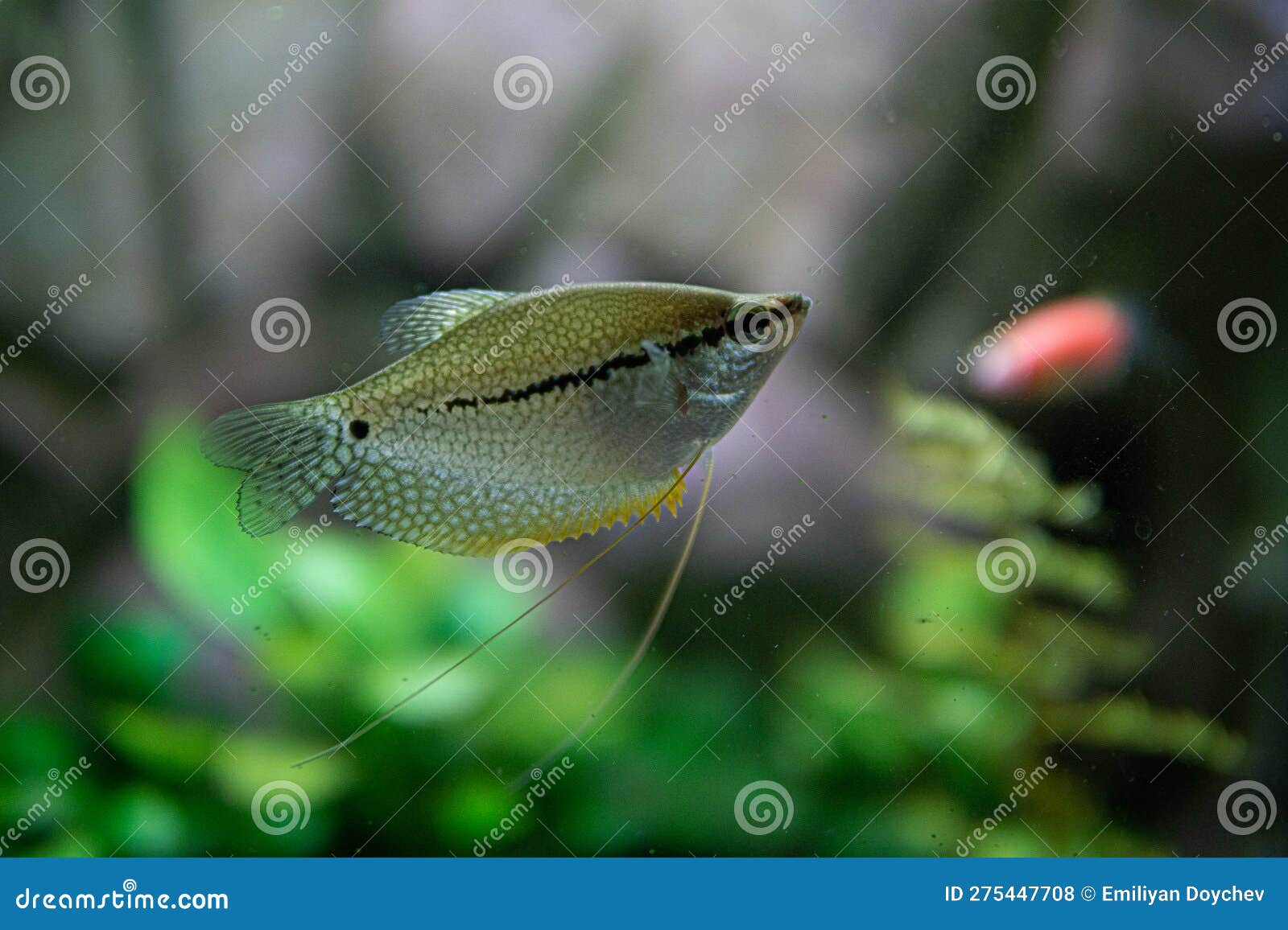 Trichogaster leeri. stock photo. Image of underwater - 275447708